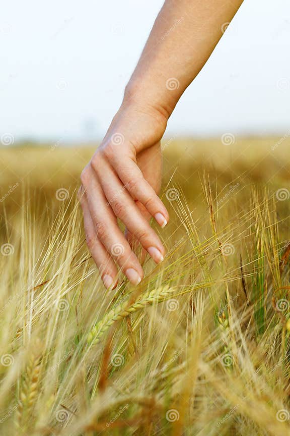 Hand in wheat field. stock photo. Image of hand, barley - 20403738