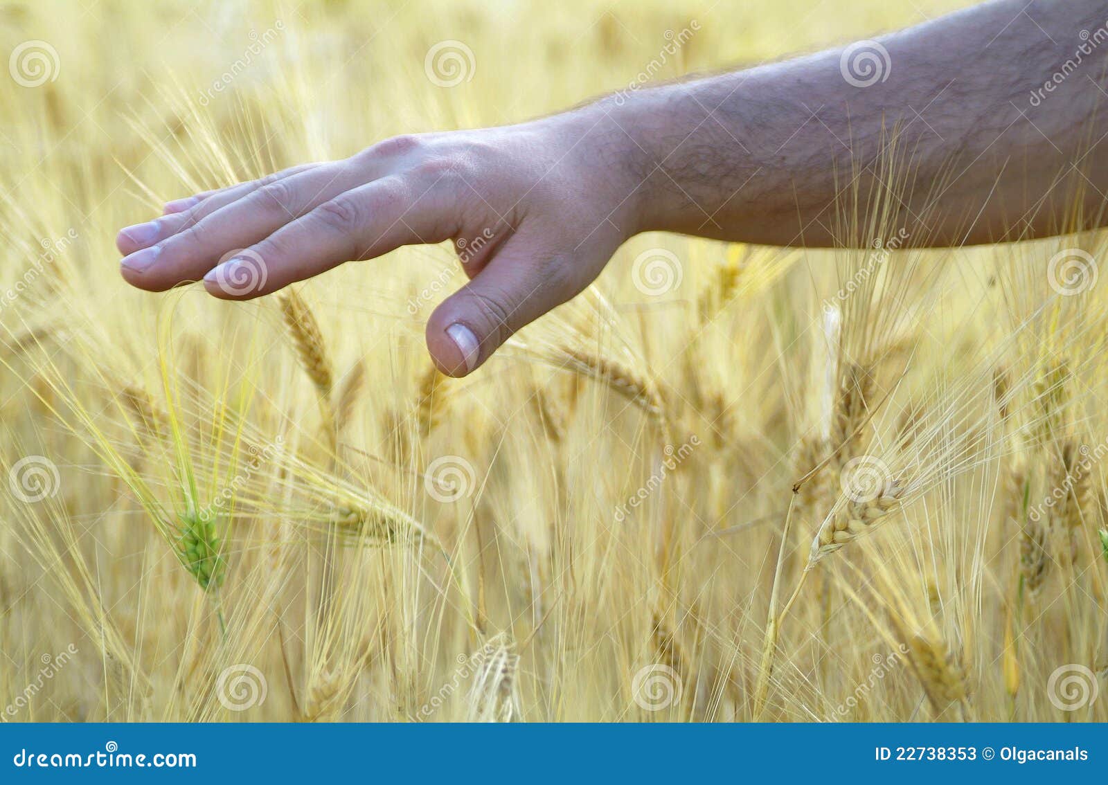 Hand in a wheat field stock image. Image of hand, cereal - 22738353