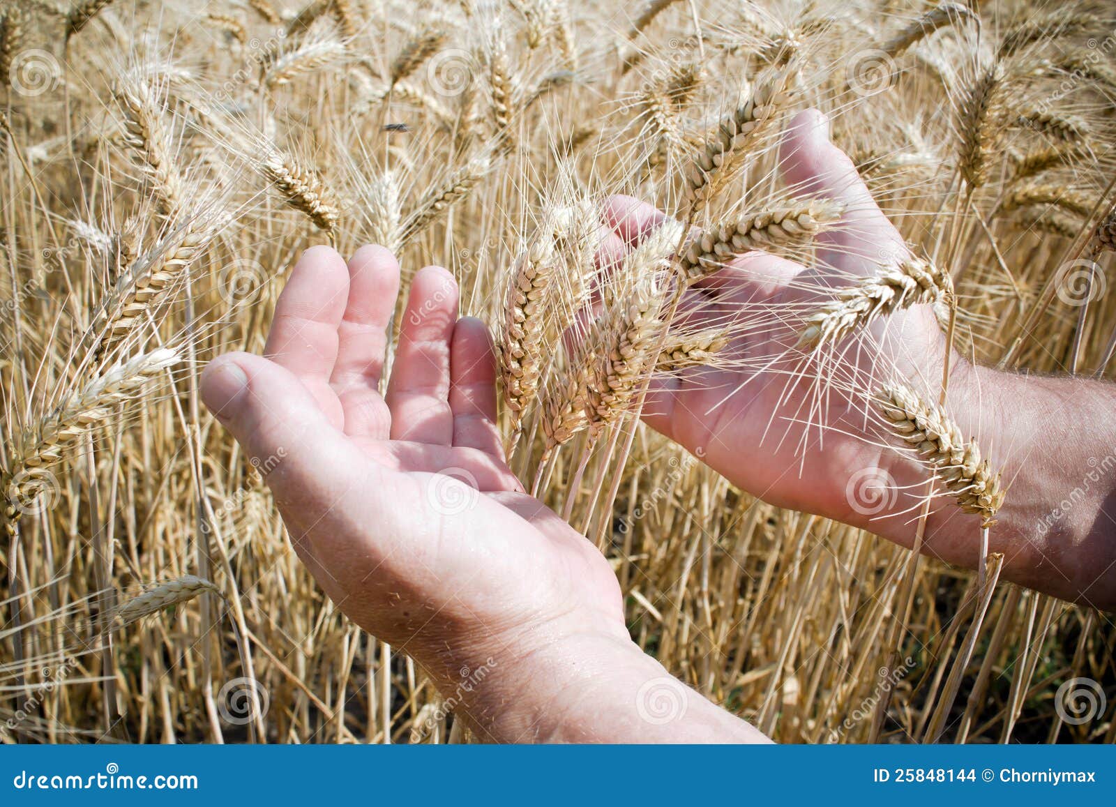 Hand in a wheat field stock photo. Image of harvest, bright - 25848144