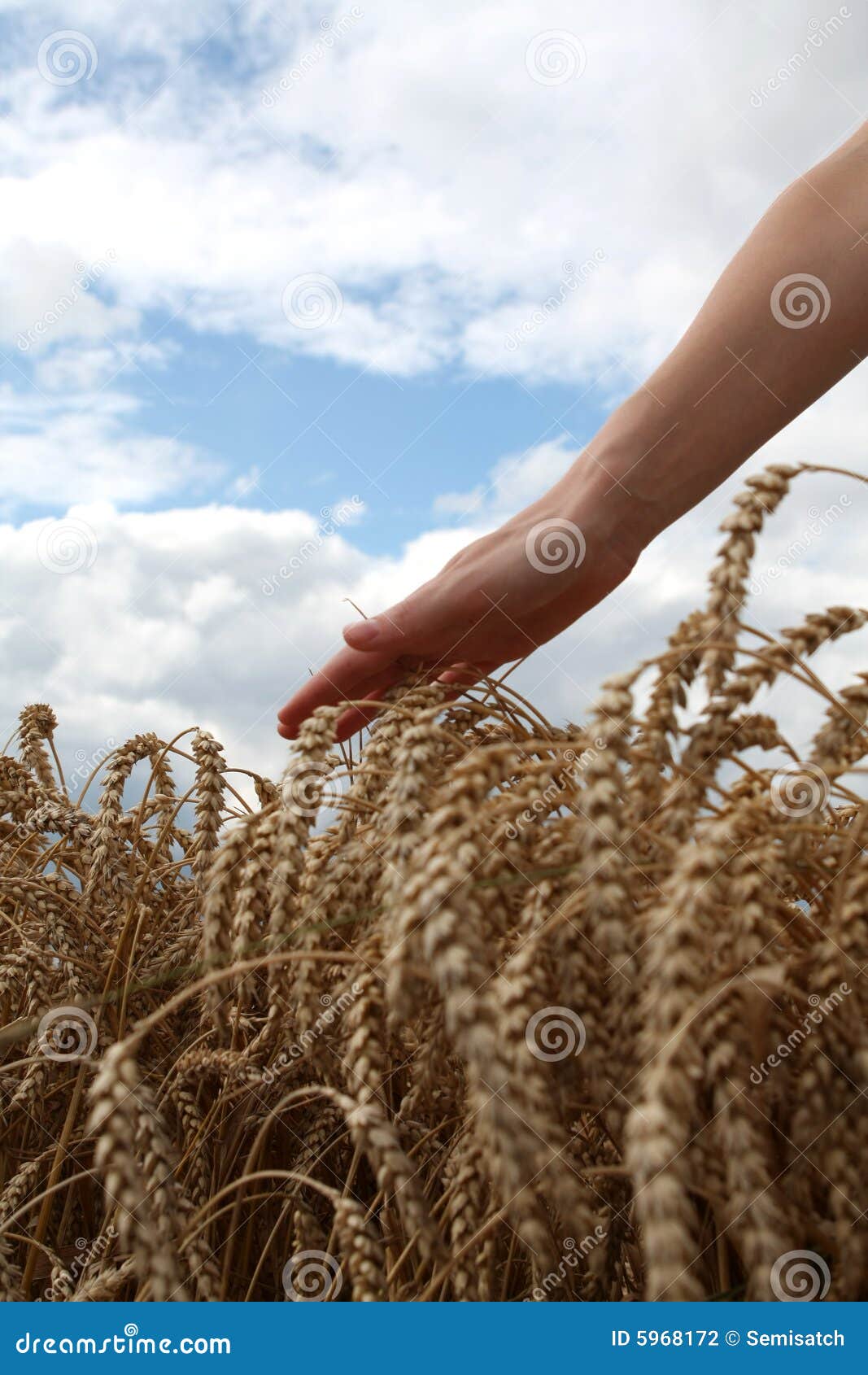 Hand in wheat field stock photo. Image of baking, close - 5968172