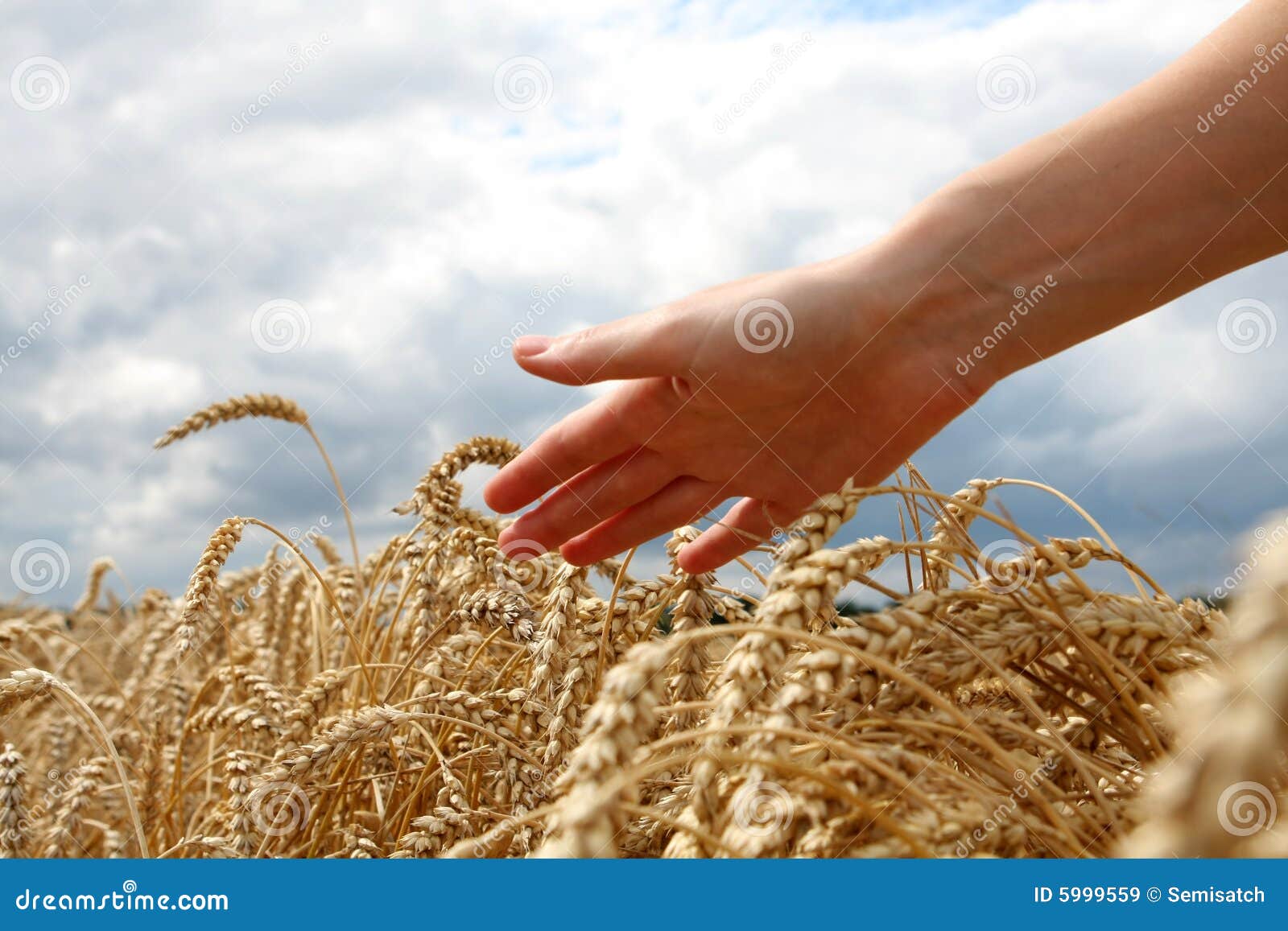 Hand in wheat field stock image. Image of hand, hold, cute - 5999559