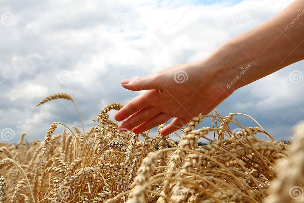 Hand in wheat field stock image. Image of hand, hold, cute - 5999559