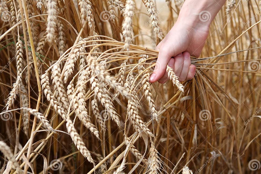 Hand in wheat field stock photo. Image of grain, farming - 6203834