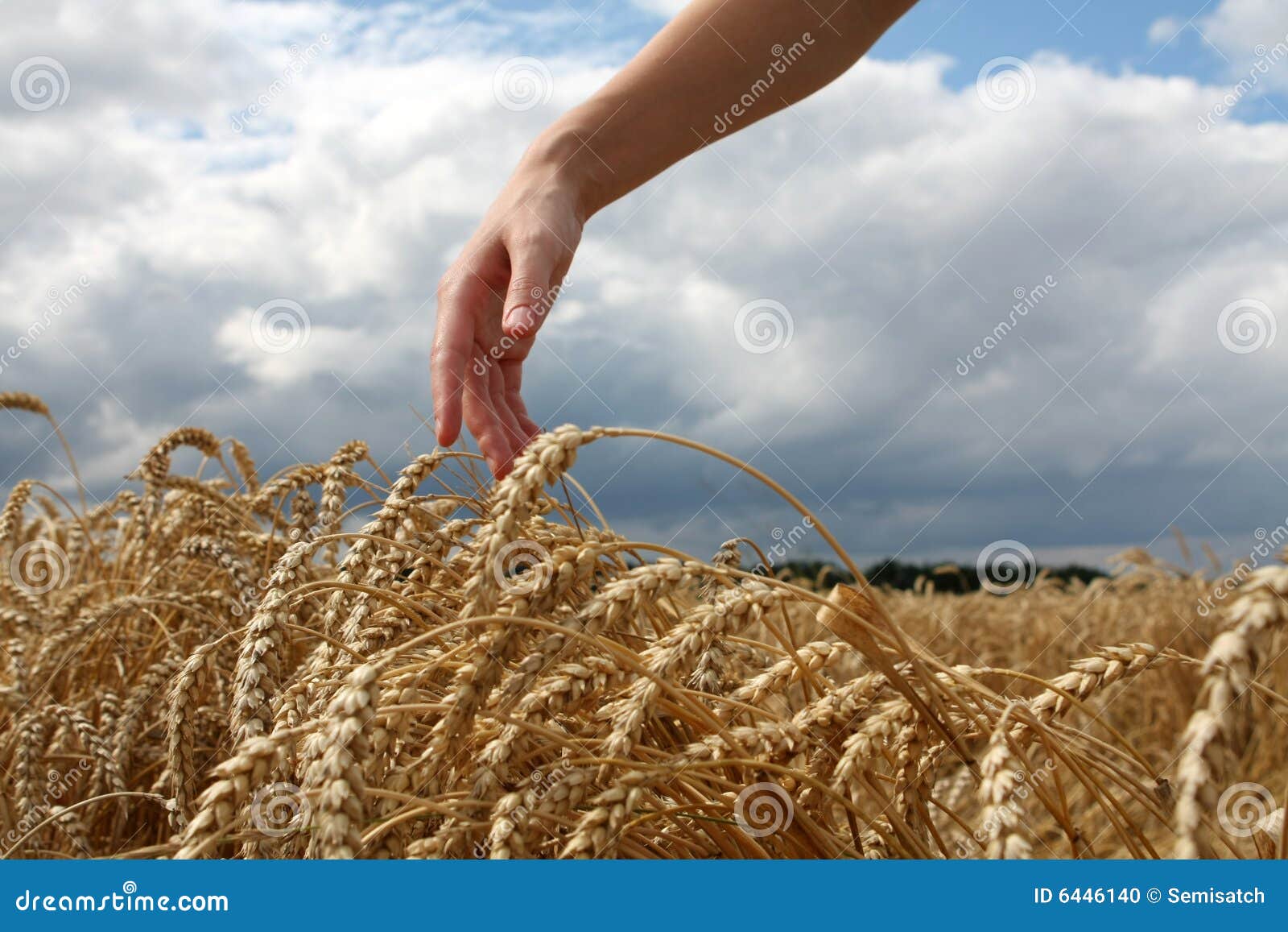 Hand in wheat field stock photo. Image of healthy, girl - 6446140