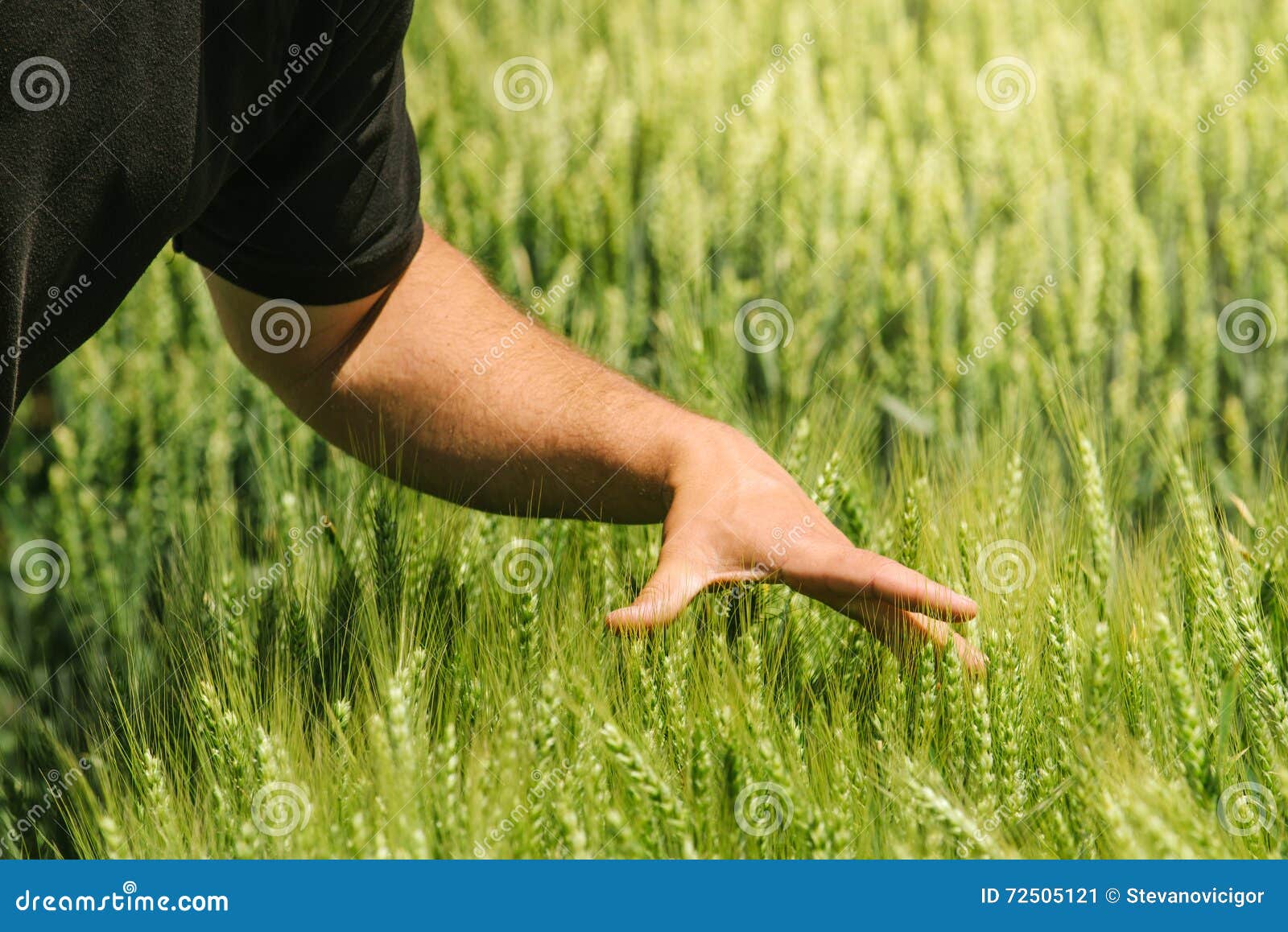 Hand in Wheat Field, Crops Growth Control Stock Image - Image of care ...