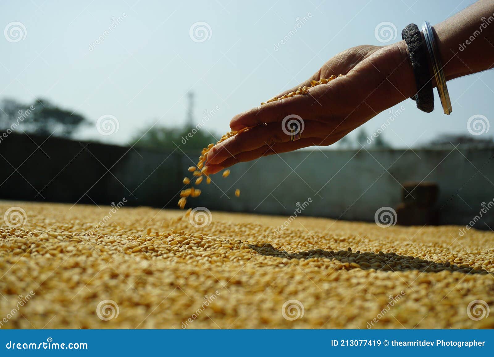 In Hand Wheat Grain Falling in the Ground Stock Image - Image of flask ...