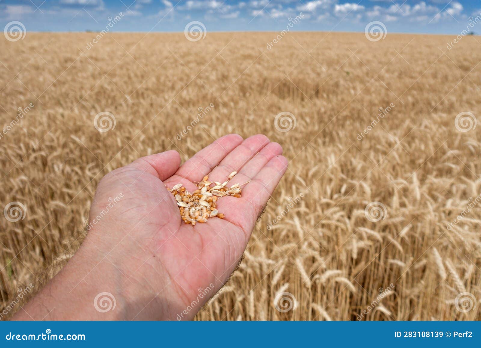 Hand with wheat grains stock image. Image of hand, grains - 283108139