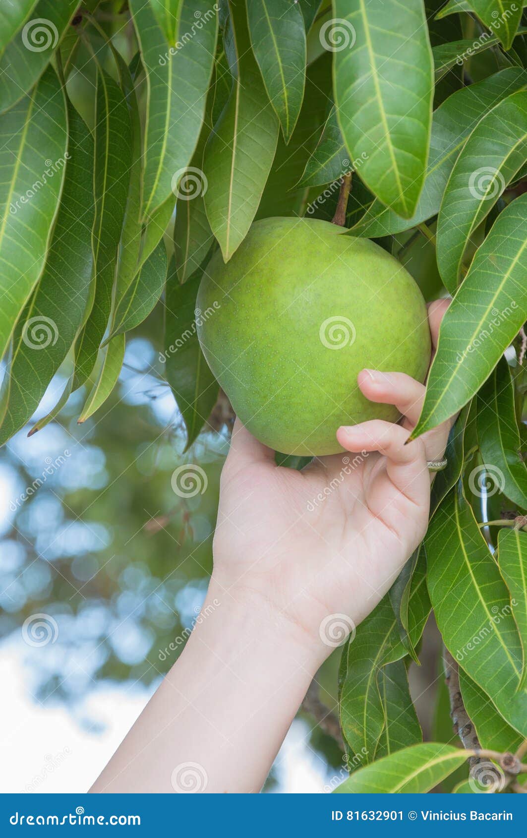 Hand of a Woman Holding a Green Mango Fruit Stock Image - Image of ...