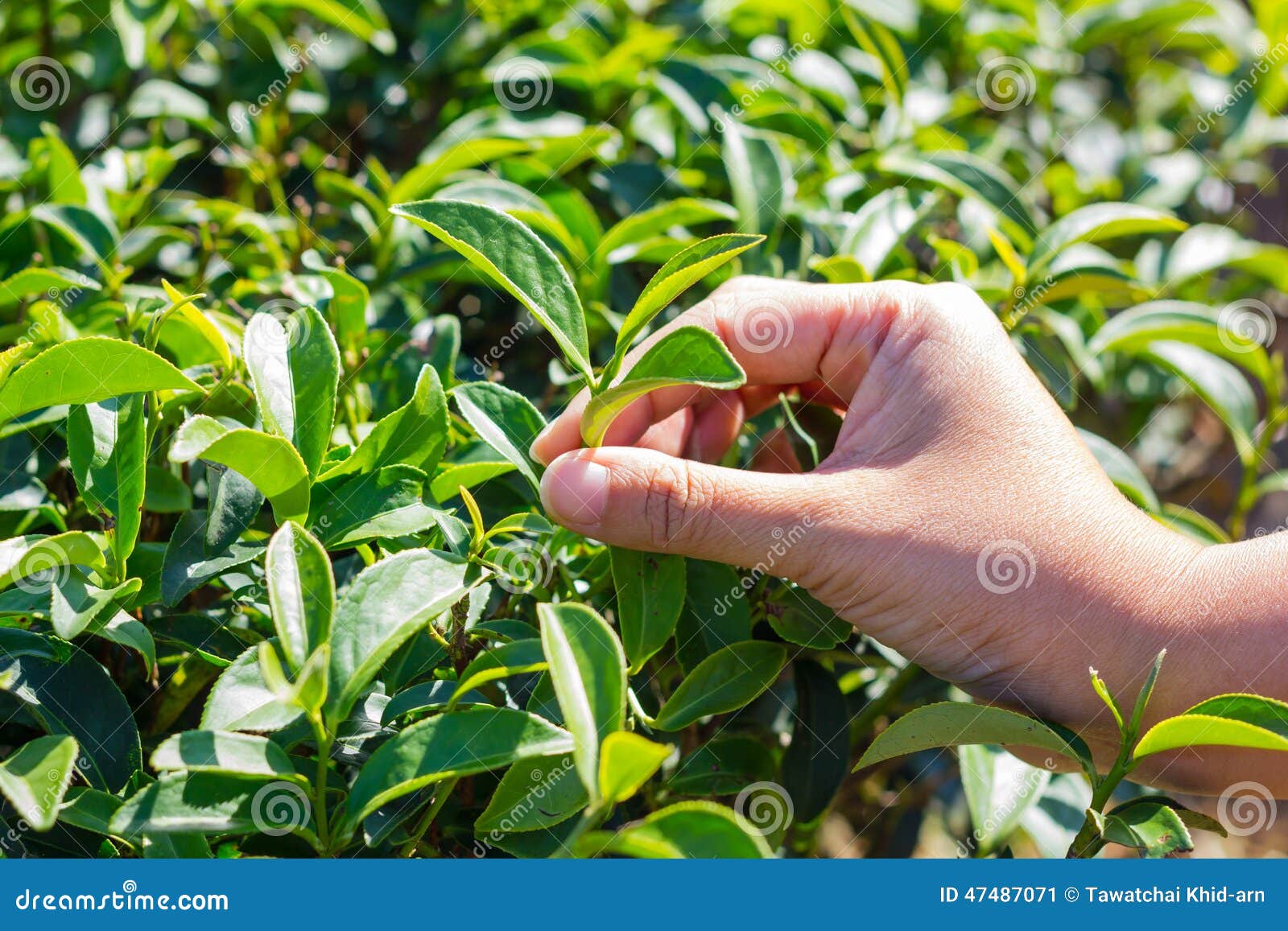 Hand of Woman Plucking Fresh Green Tea Leaf. Stock Image - Image of ...