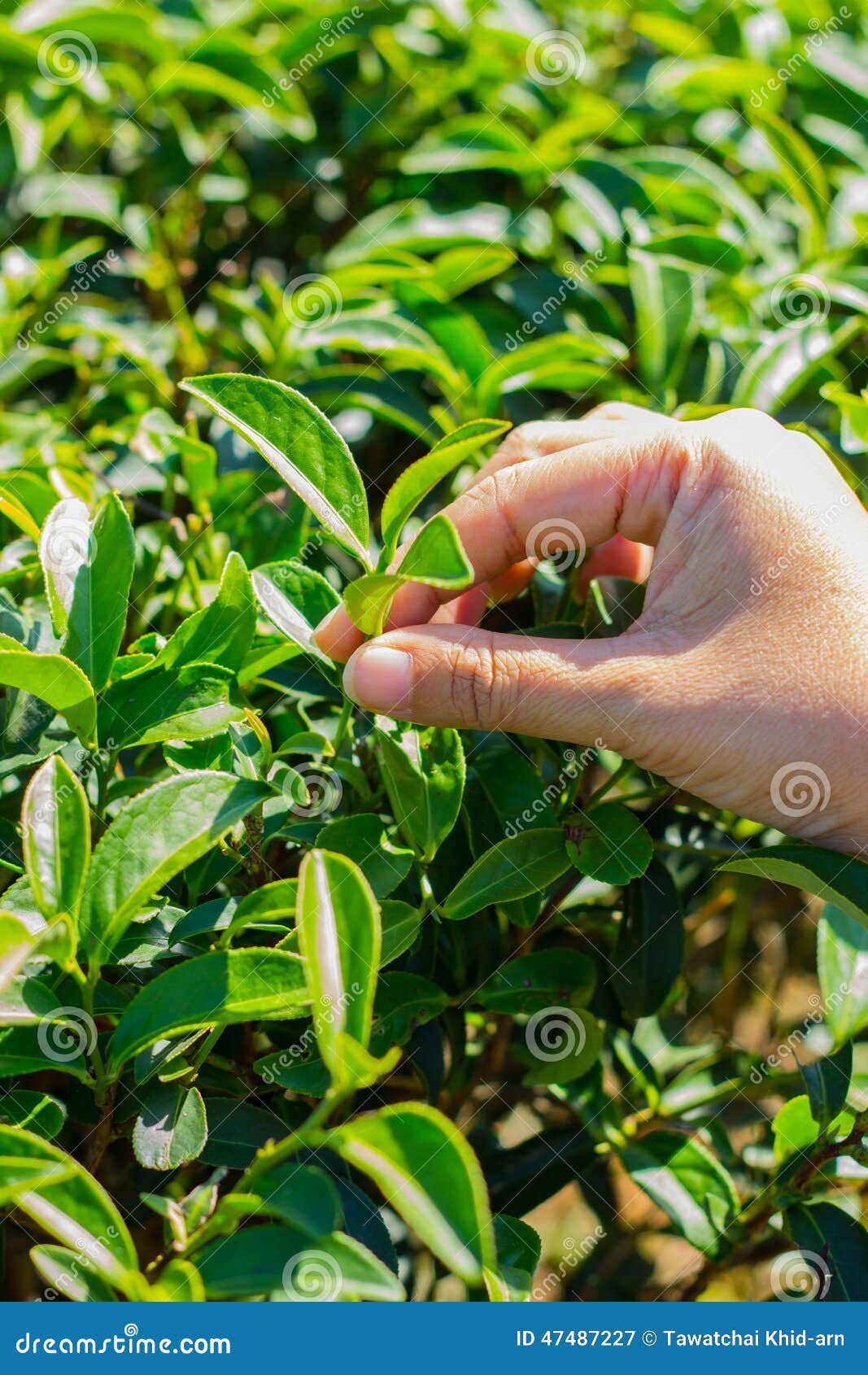 Hand of Woman Plucking Fresh Green Tea Leaf. Stock Image - Image of ...