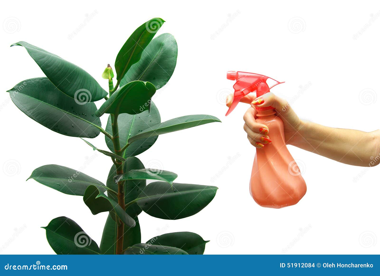 Hand of a Woman Sprinkles Plant Stock Photo - Image of growth ...