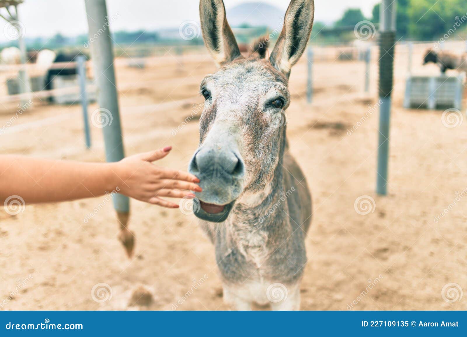 Hand of Woman Touching Donkey at Farm Stock Image - Image of park ...