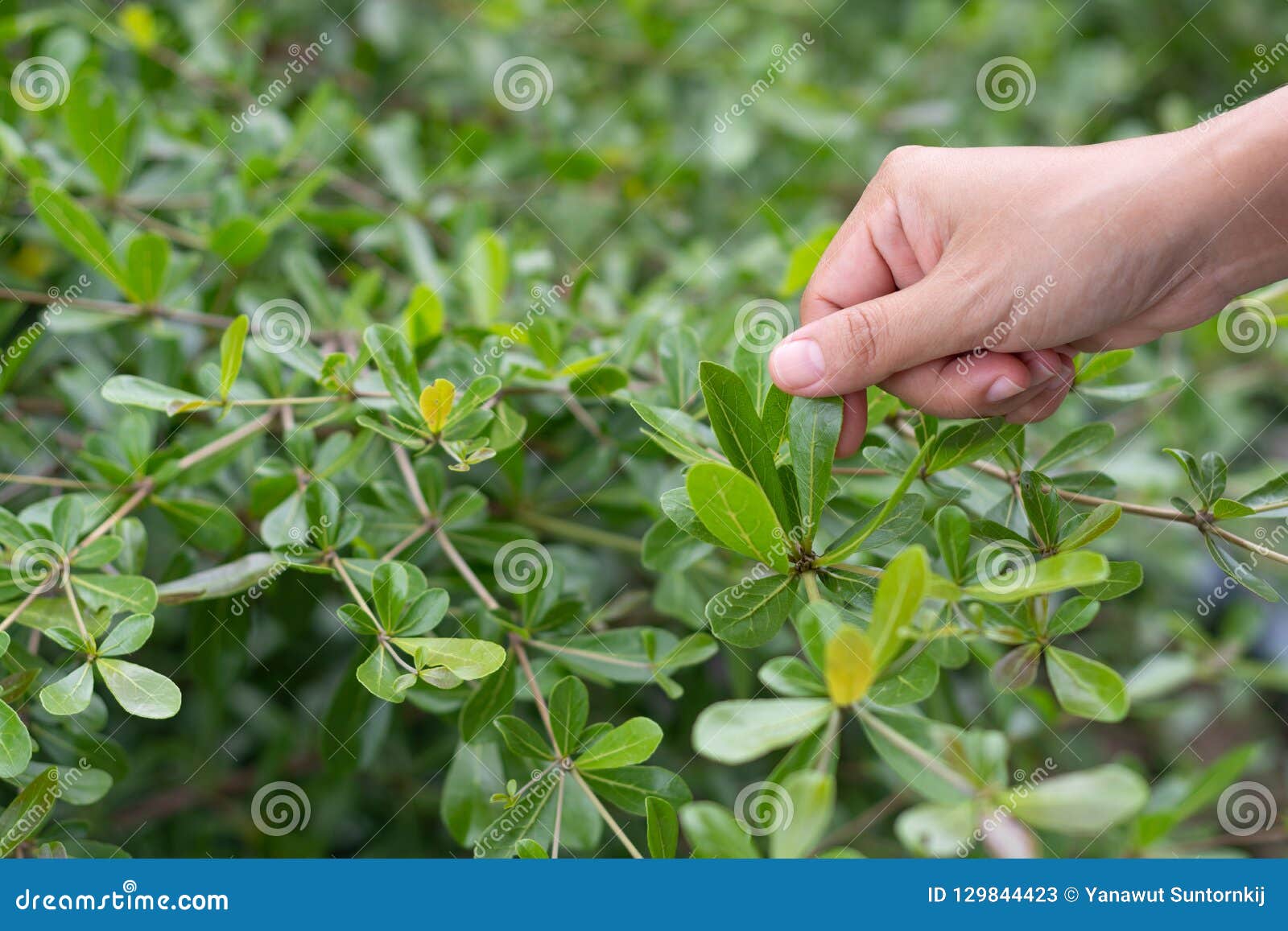 Hand And Big Red Ivory Mango Fruit On A Mango Tree In Mango Garden ...