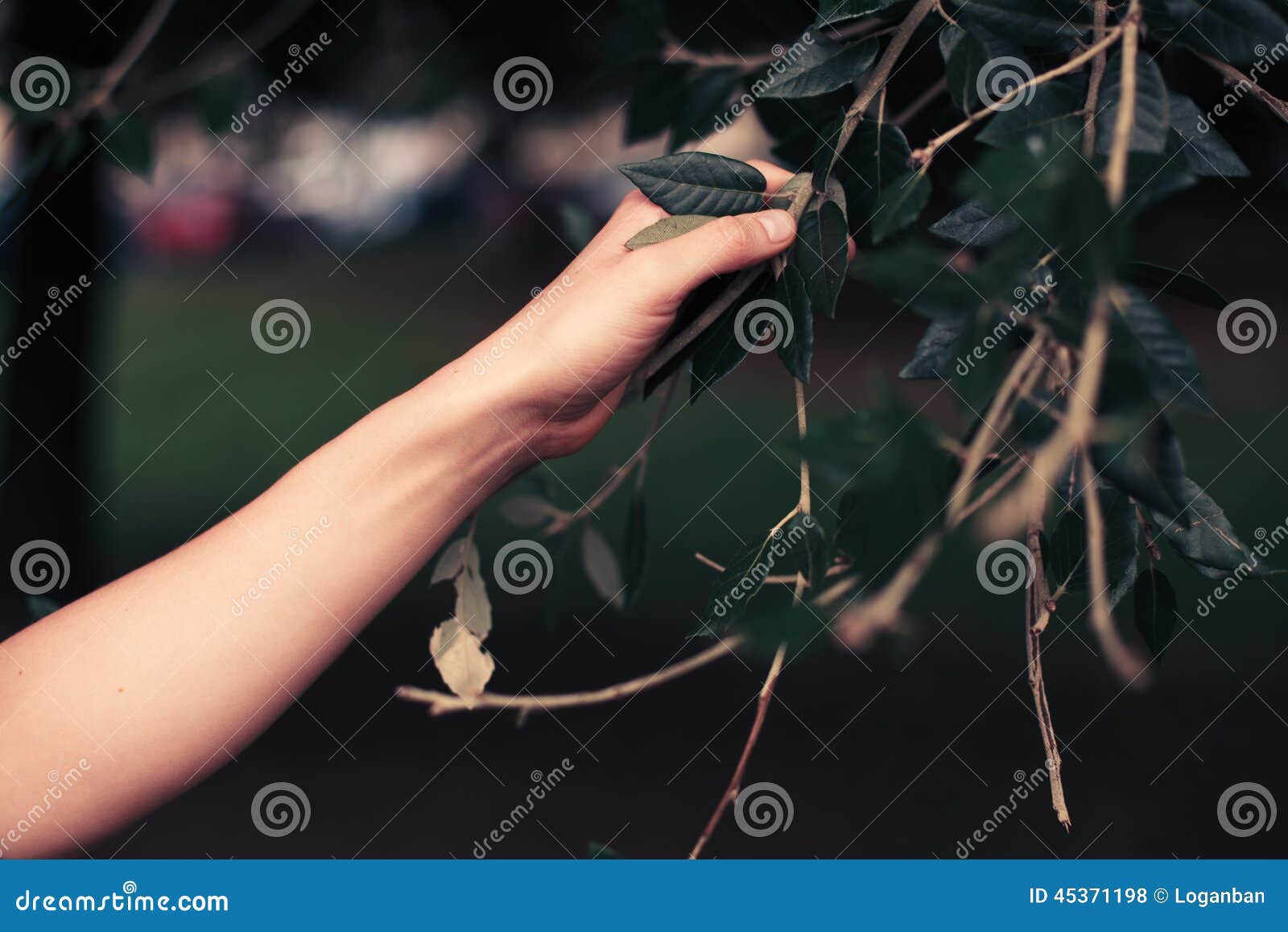 Hand of a Woman Touching Tree Branch Stock Photo - Image of plant, bush ...