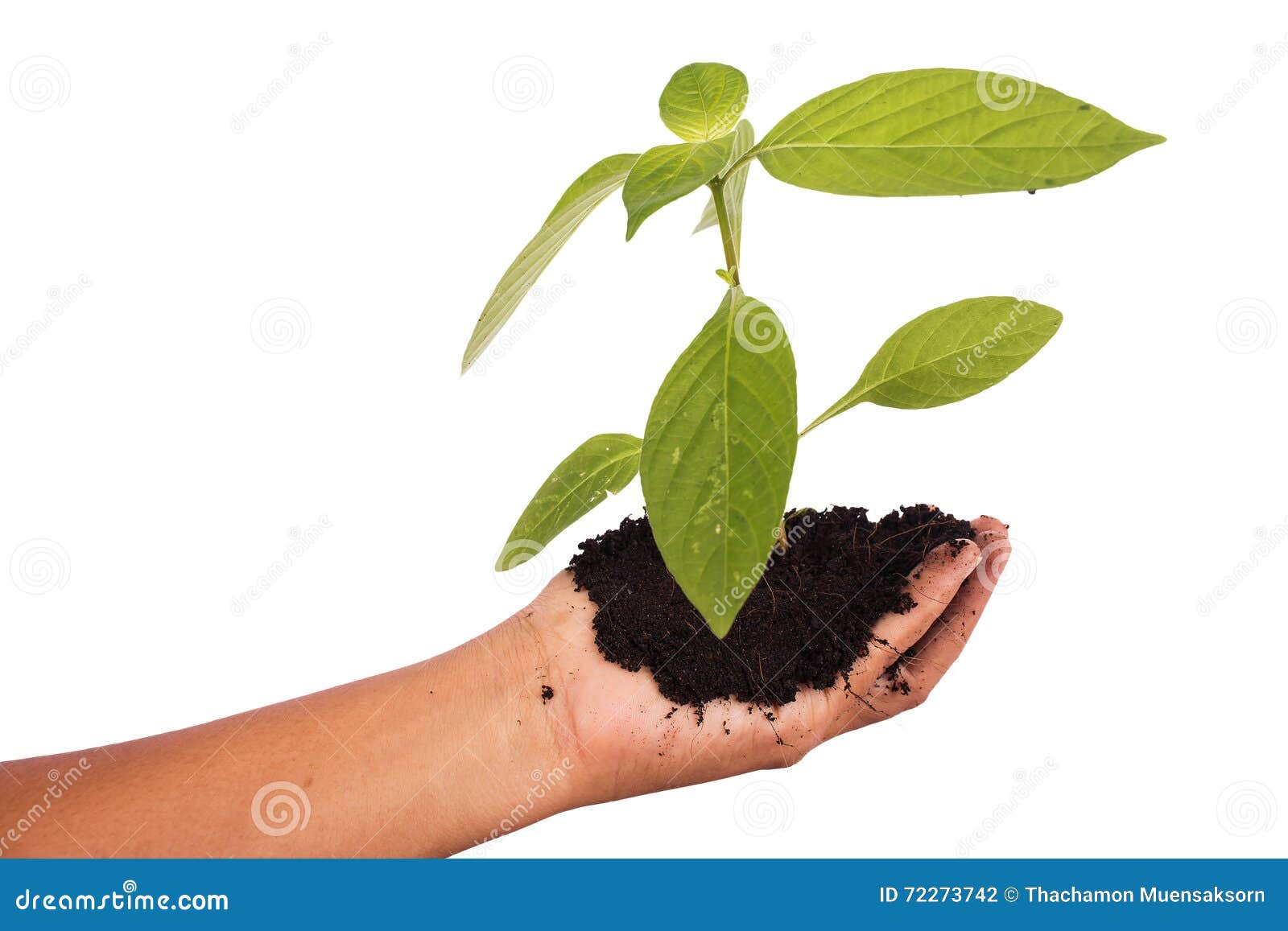Hand women hold plant tree stock photo. Image of nature - 72273742