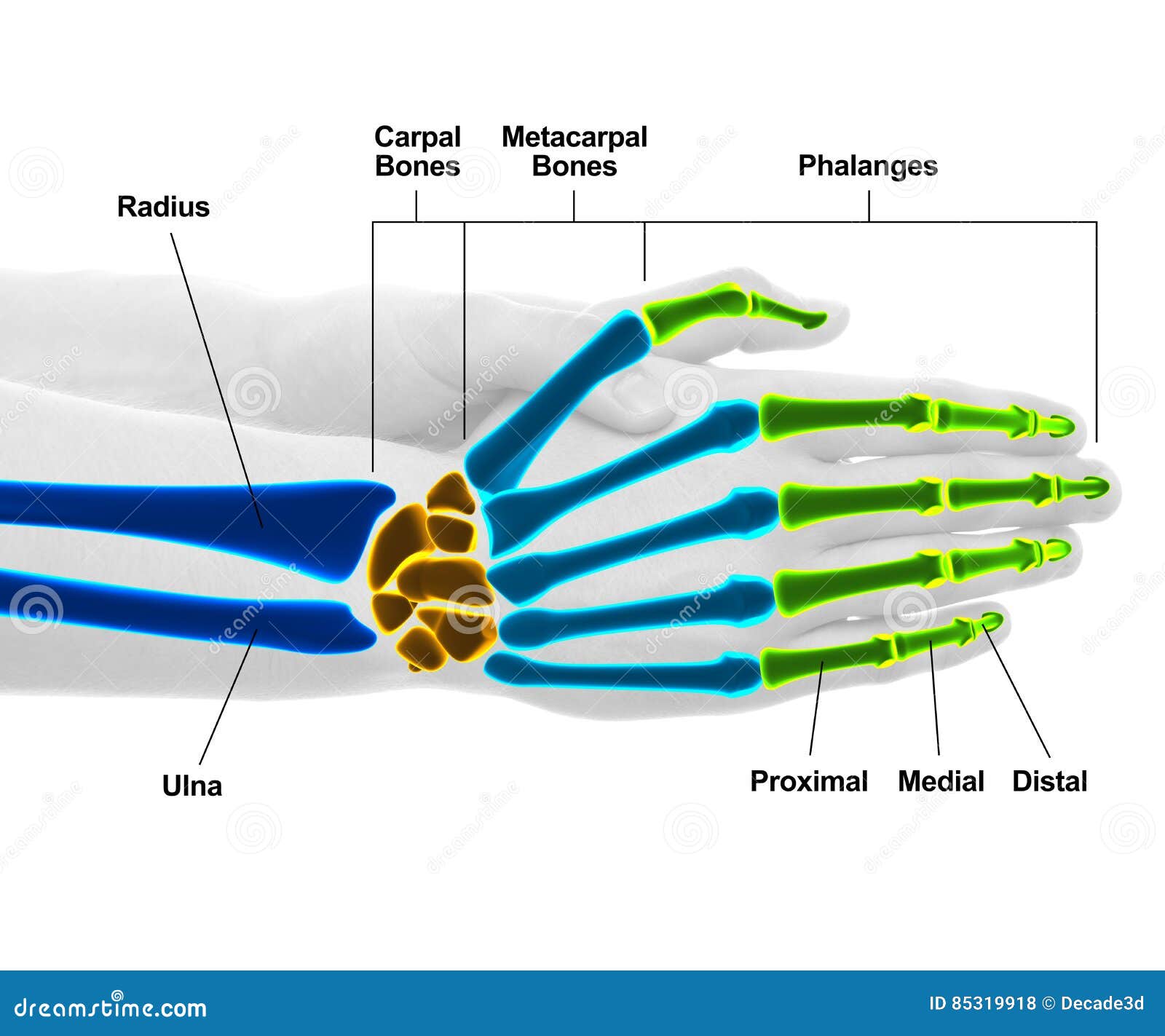 Hand,wrist Bone Fractures With Gypsum Or Orthopedic Cast. Temporarily ...