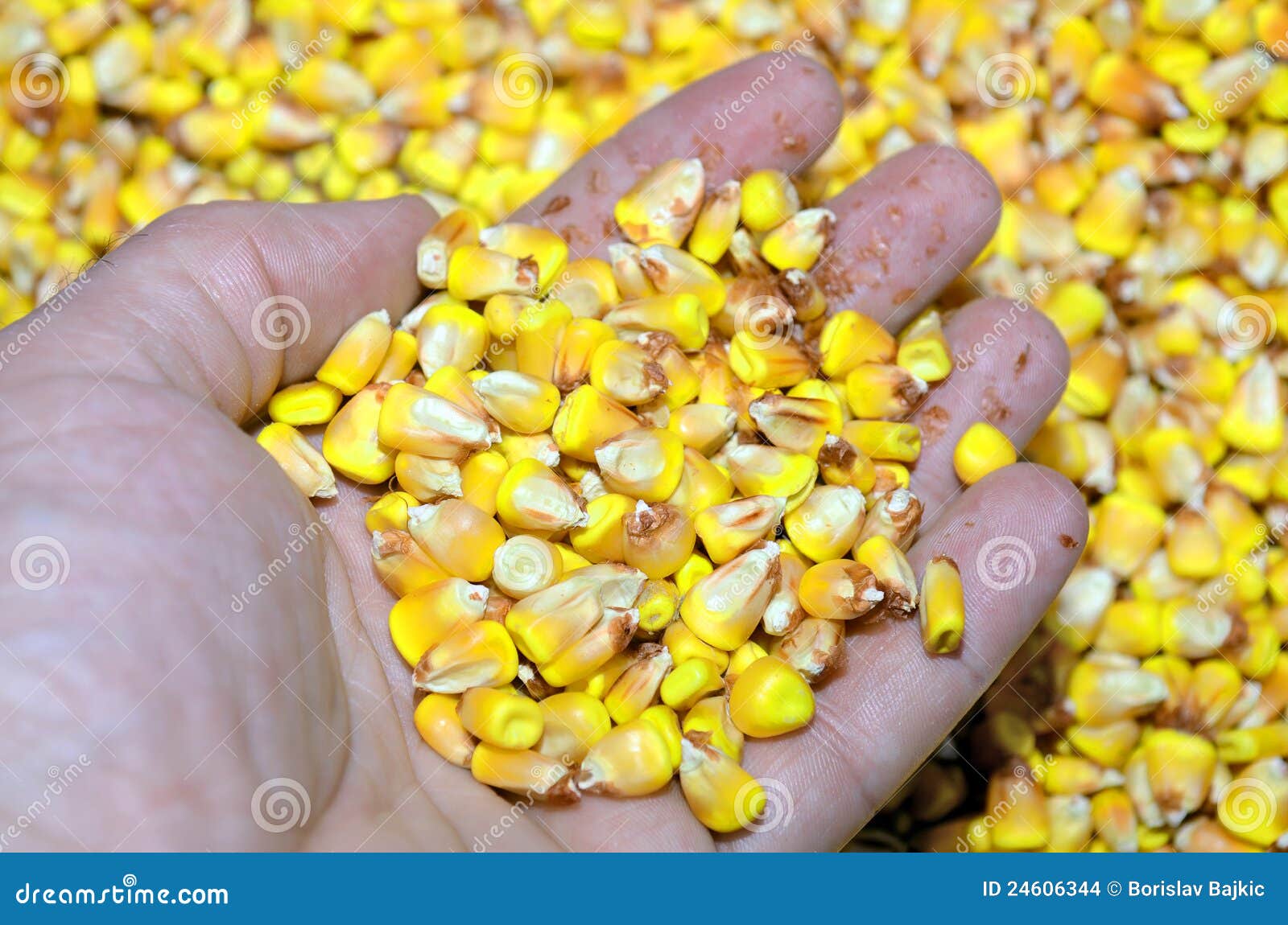Hand with Yellow Corn Grains Stock Photo - Image of organic, corncob ...