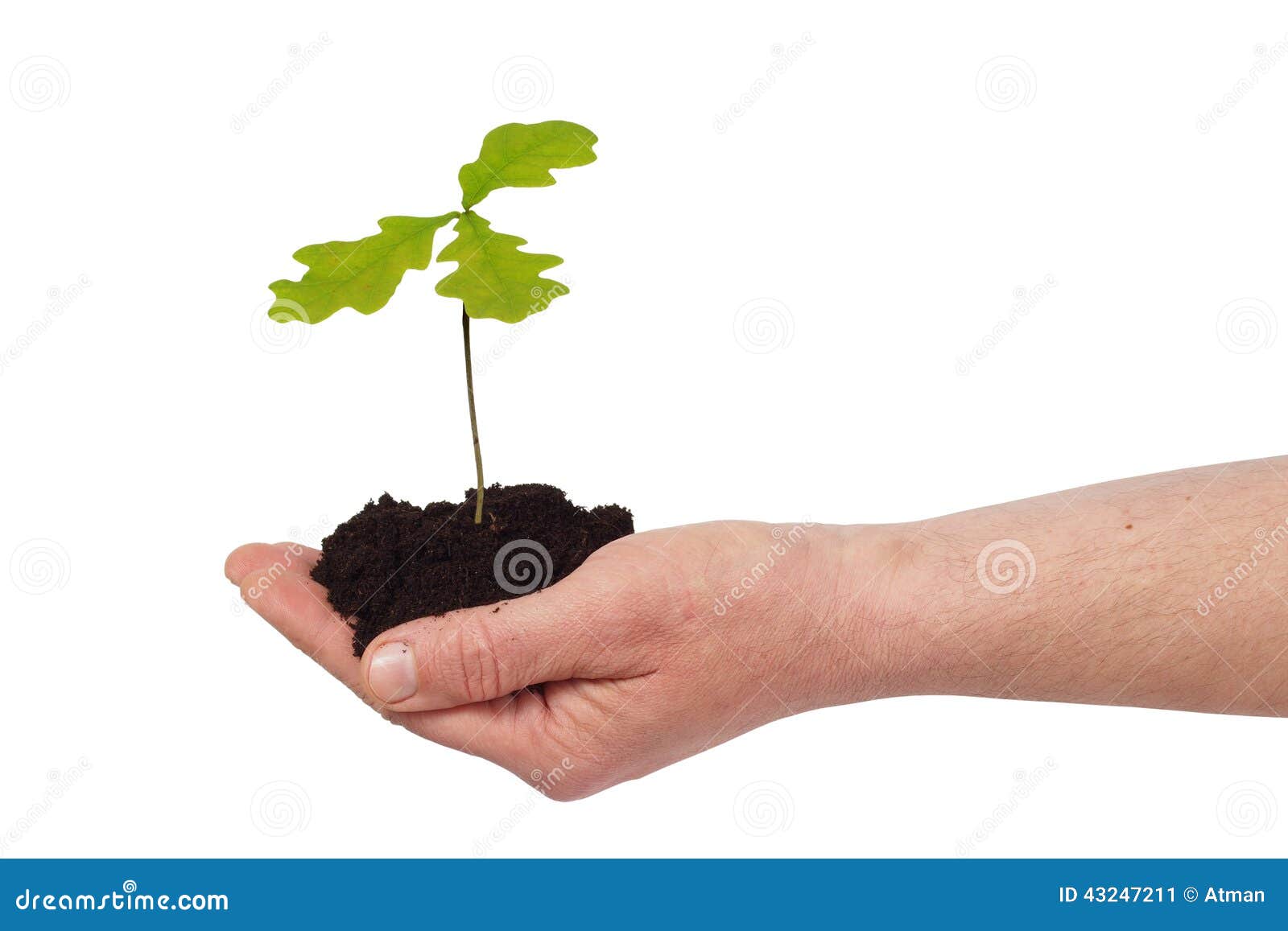 Hand with young oak tree stock image. Image of symbol - 43247211