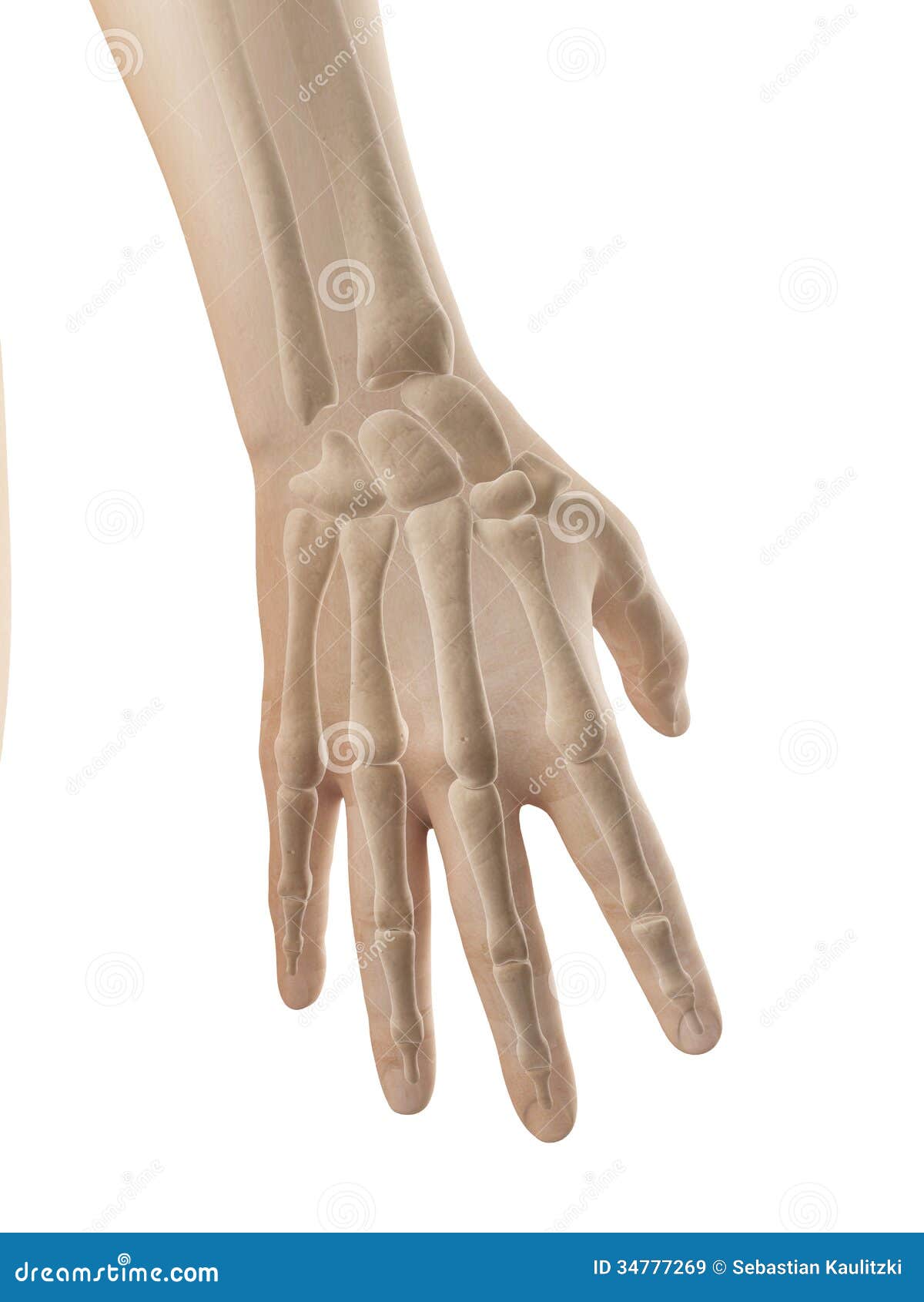 Handanatomie - Beenderen Van Hand En Vingers Stock Illustratie ...