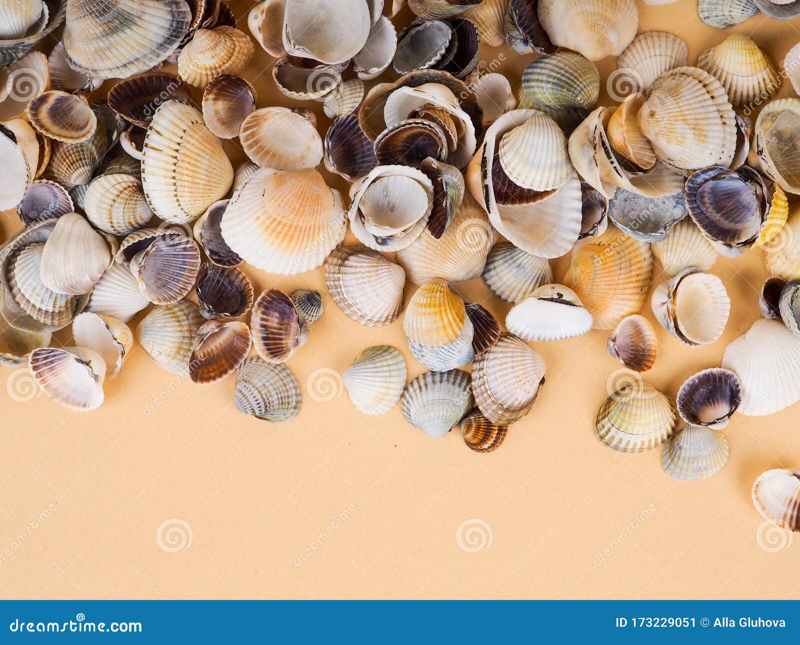 Shells Of Many Types And Sizes Royalty-Free Stock Image | CartoonDealer ...