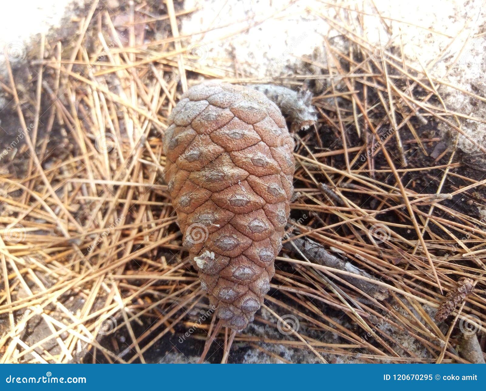 HANDCUFF stock image. Image of pine, wood, forest, tree - 120670295
