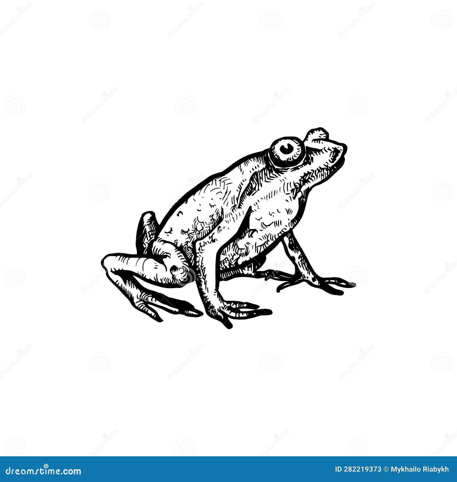 Handdrawn Frog Illustration, Frog Drawing, Toad, Animal, Swamp Stock ...