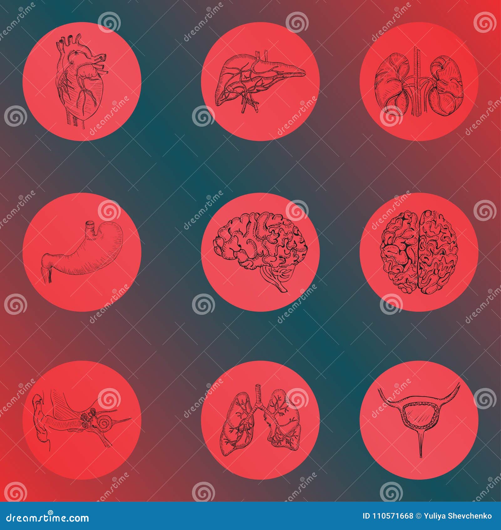 Handdrawn Human Organs on Gradient Background Stock Vector ...