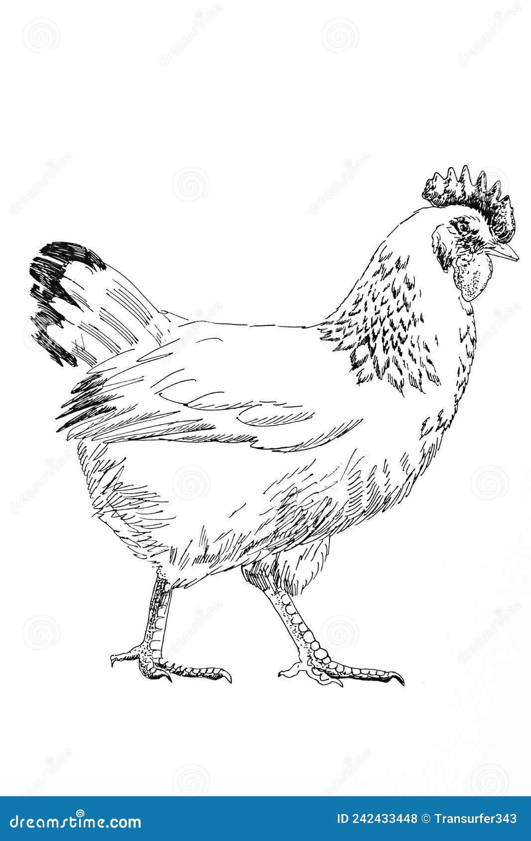 Handdrawn Illustration Of Hen Stock Illustration Illustration Of