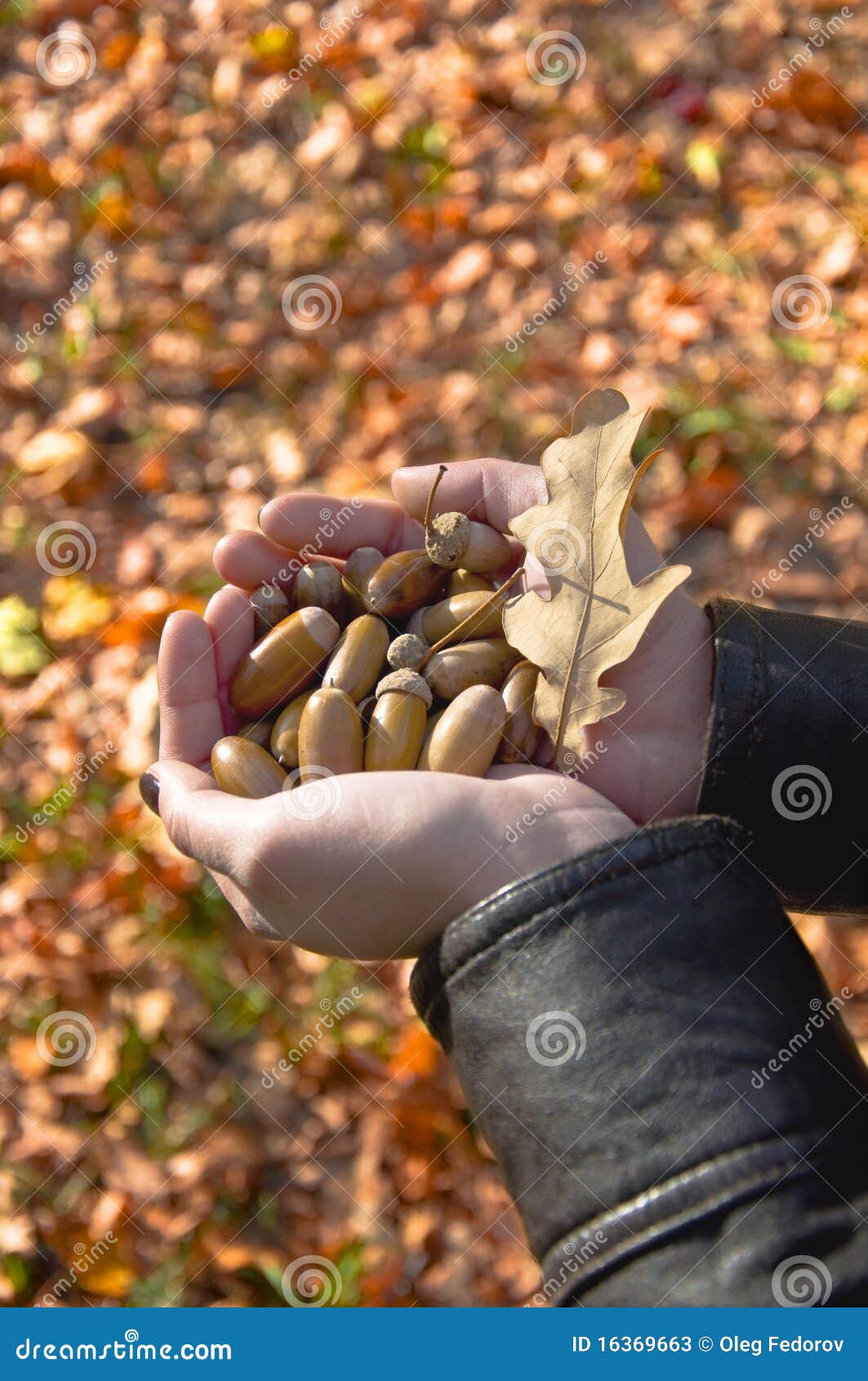 Handful of acorns stock image. Image of handful, fallen - 16369663