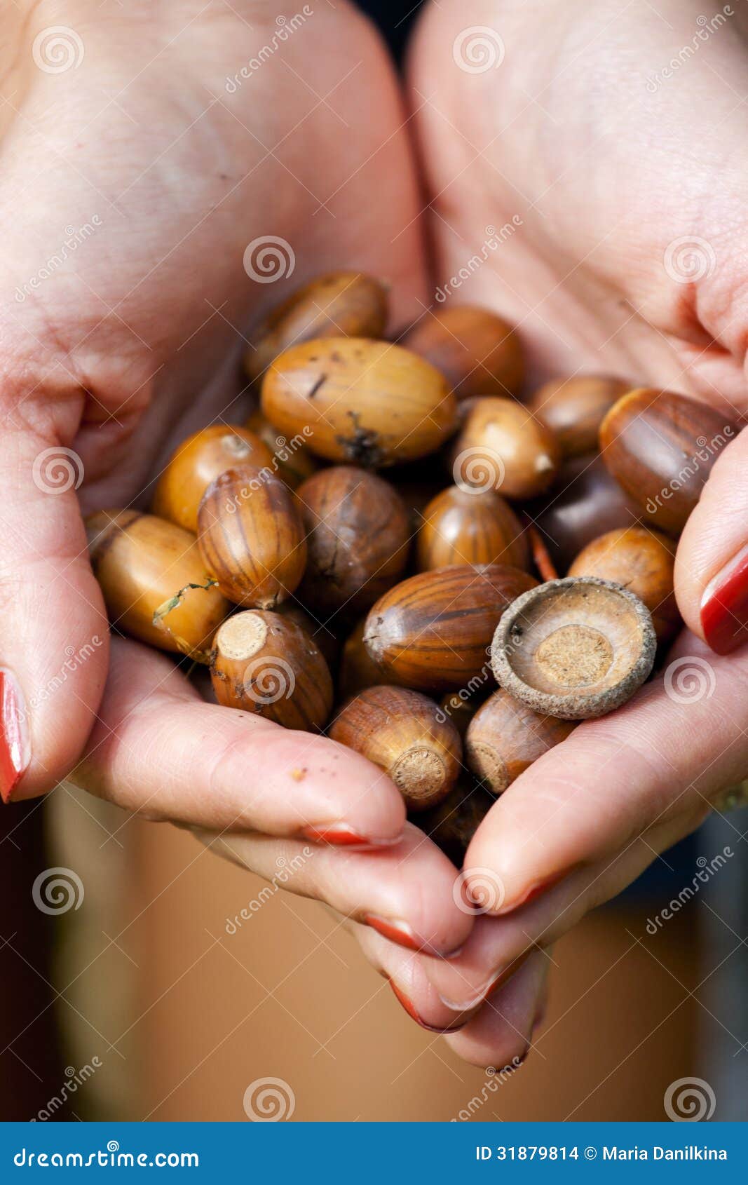 Little Acorns Stock Photo | CartoonDealer.com #20047404