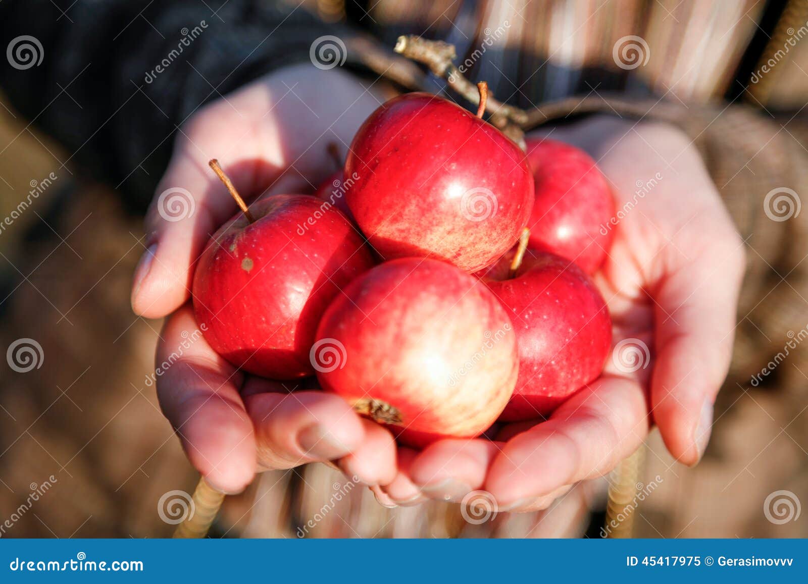 Handful of apples stock image. Image of lifestyle, garden - 45417975