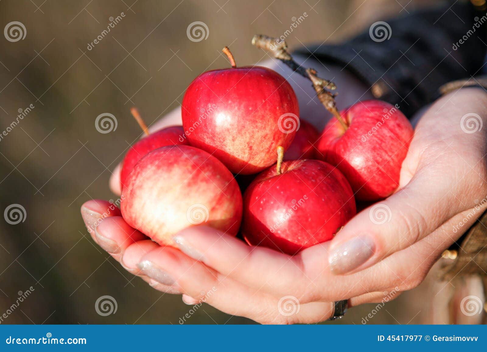 Handful of apples stock image. Image of nature, autumn - 45417977