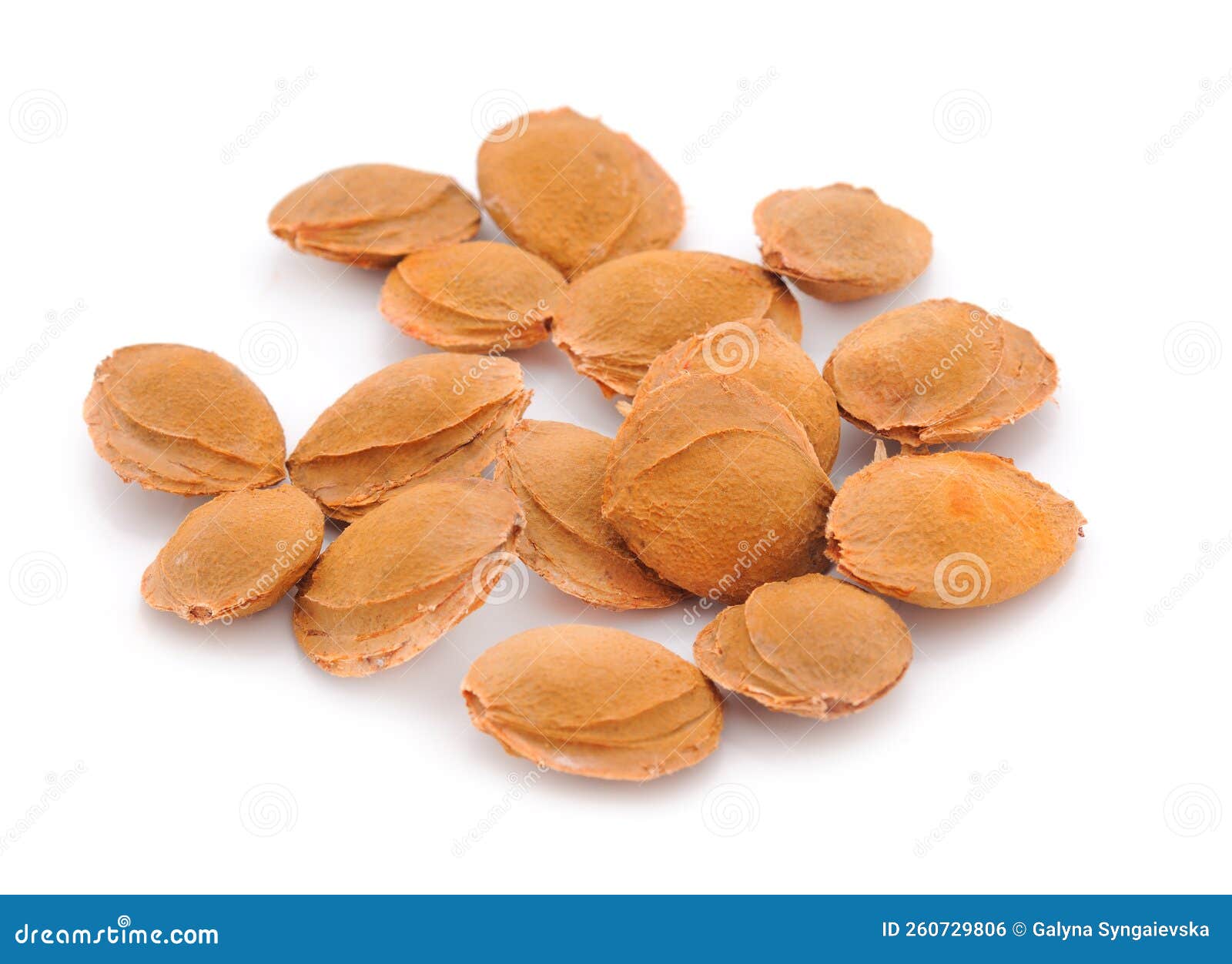Handful of apricot pits stock photo. Image of isolated - 260729806