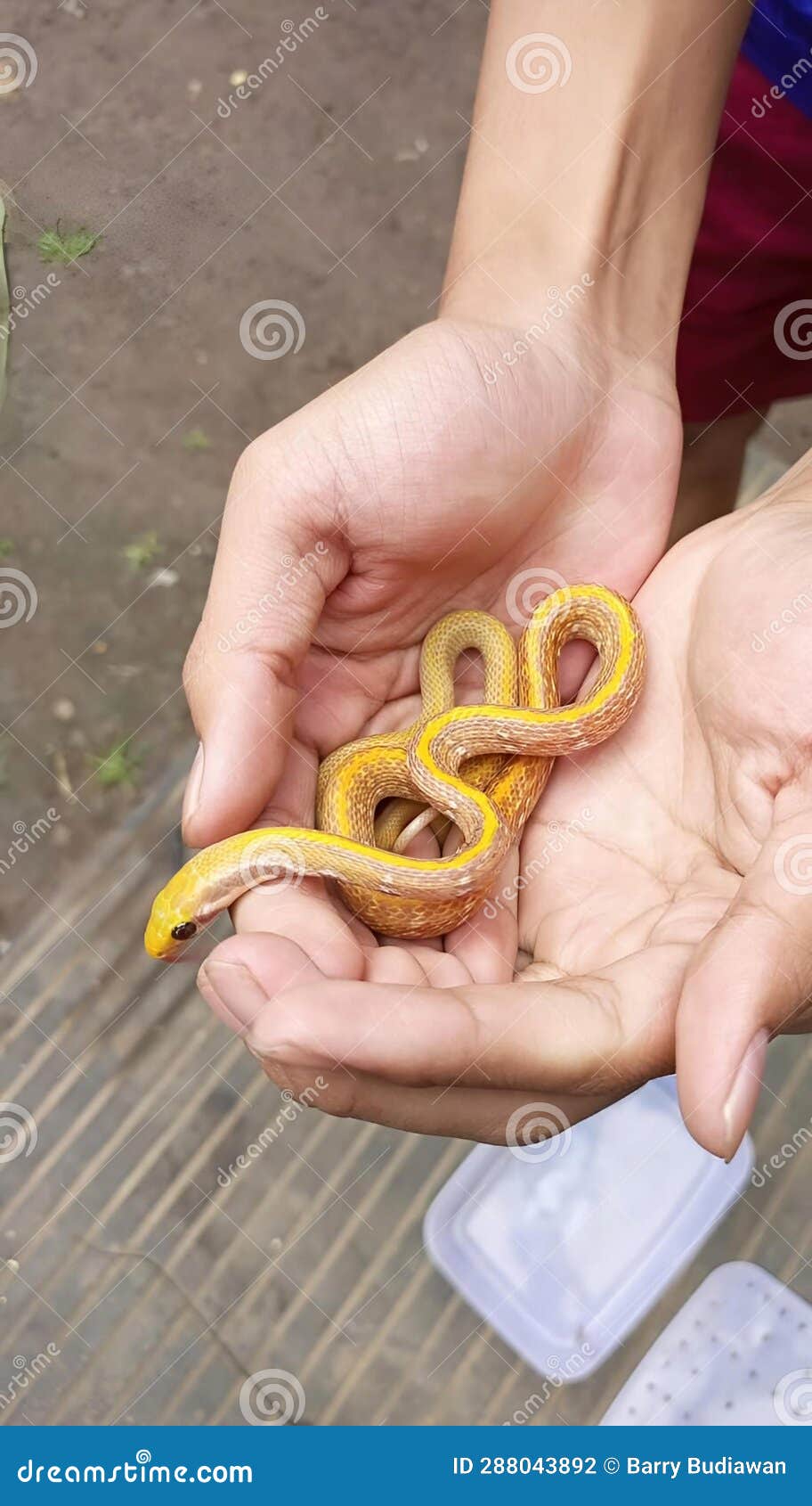 A Handful of Beautiful Yellow Snake Stock Photo - Image of yellow ...