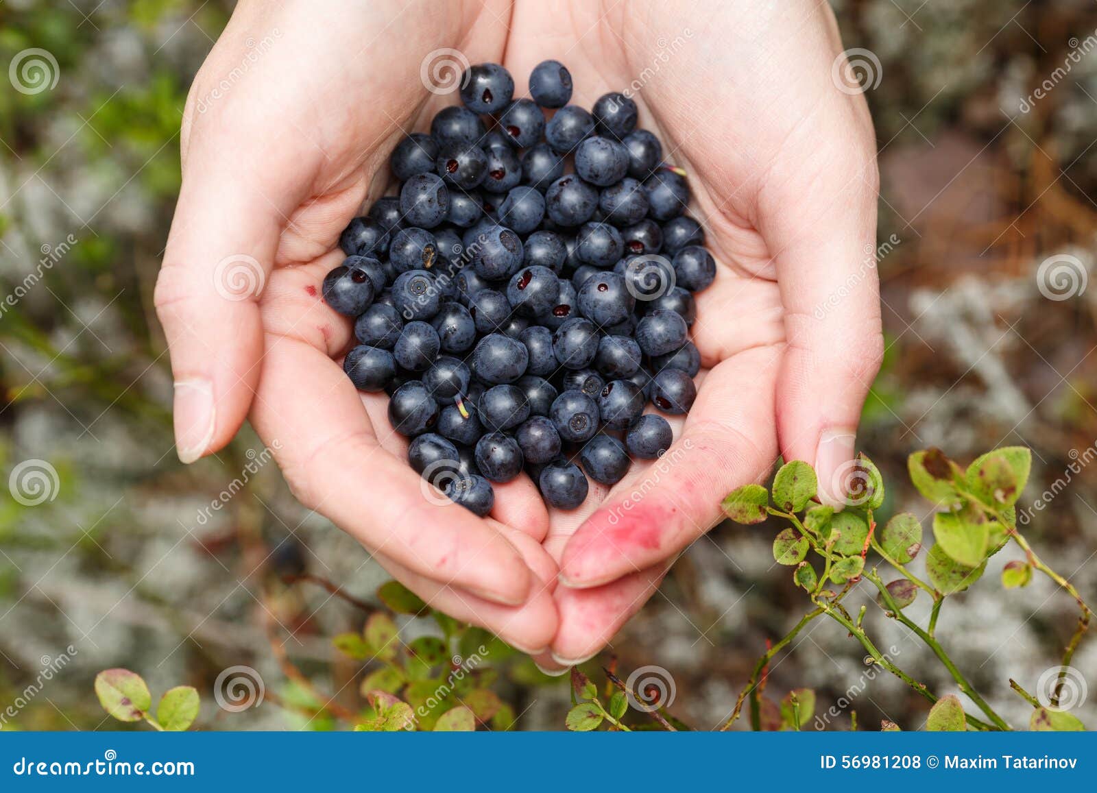 Handful of bilberries stock photo. Image of forest, organic - 56981208