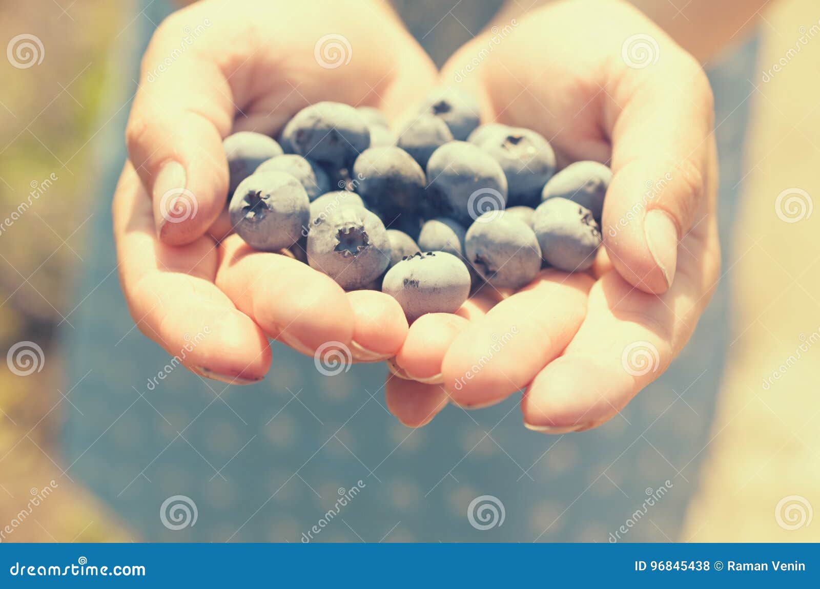 A Handful of Blue Blueberries in Female Hands. Stock Photo - Image of ...