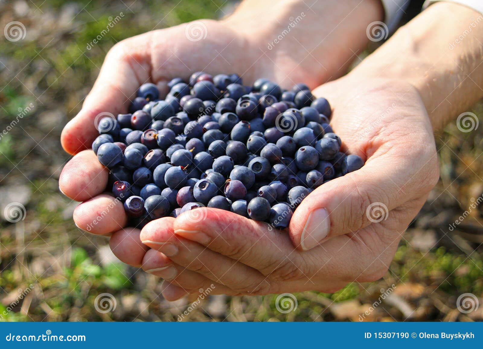 Handful of blueberries stock photo. Image of food, male - 15307190