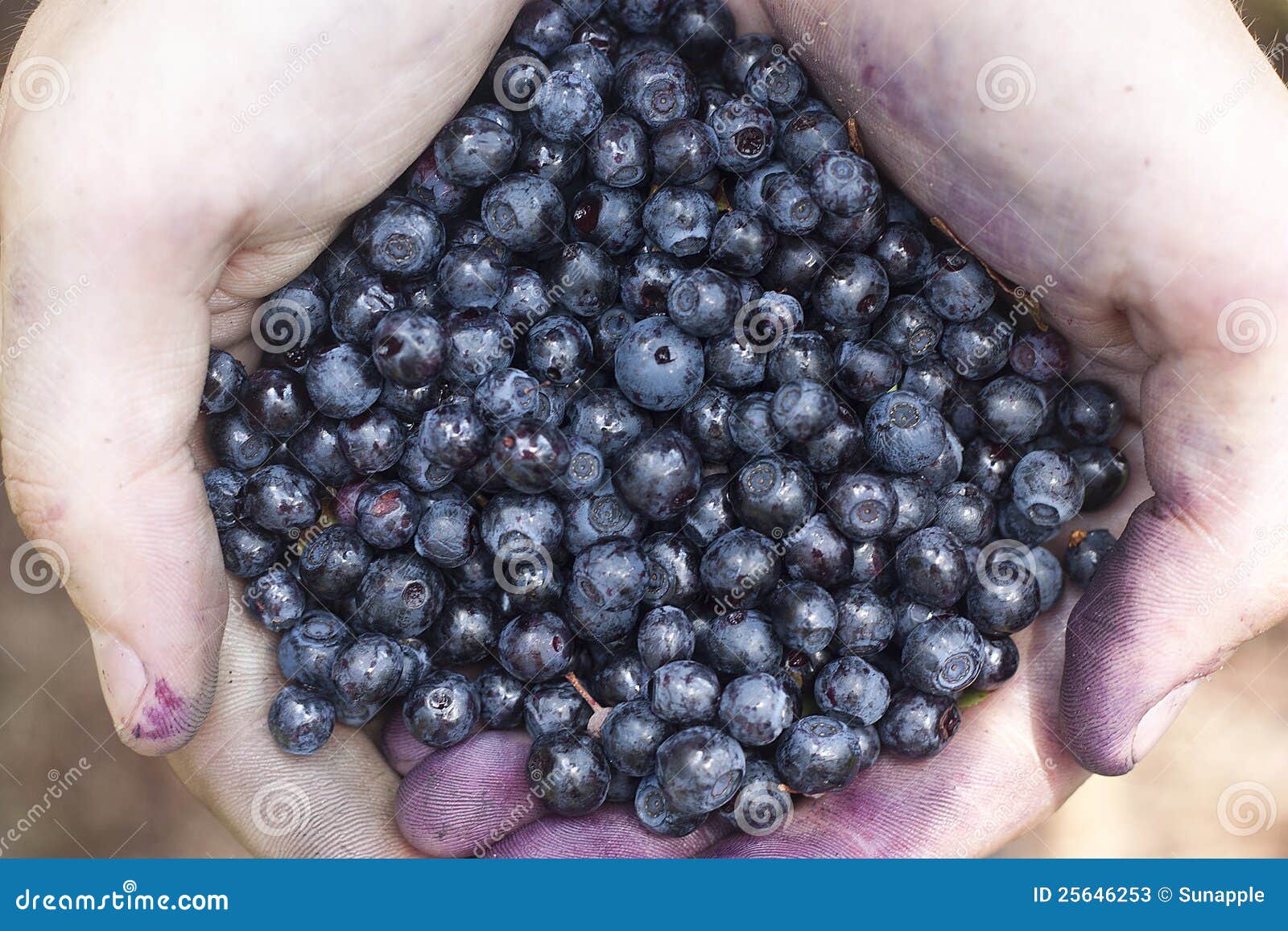 Handful of Blueberries stock image. Image of summer, hand - 25646253