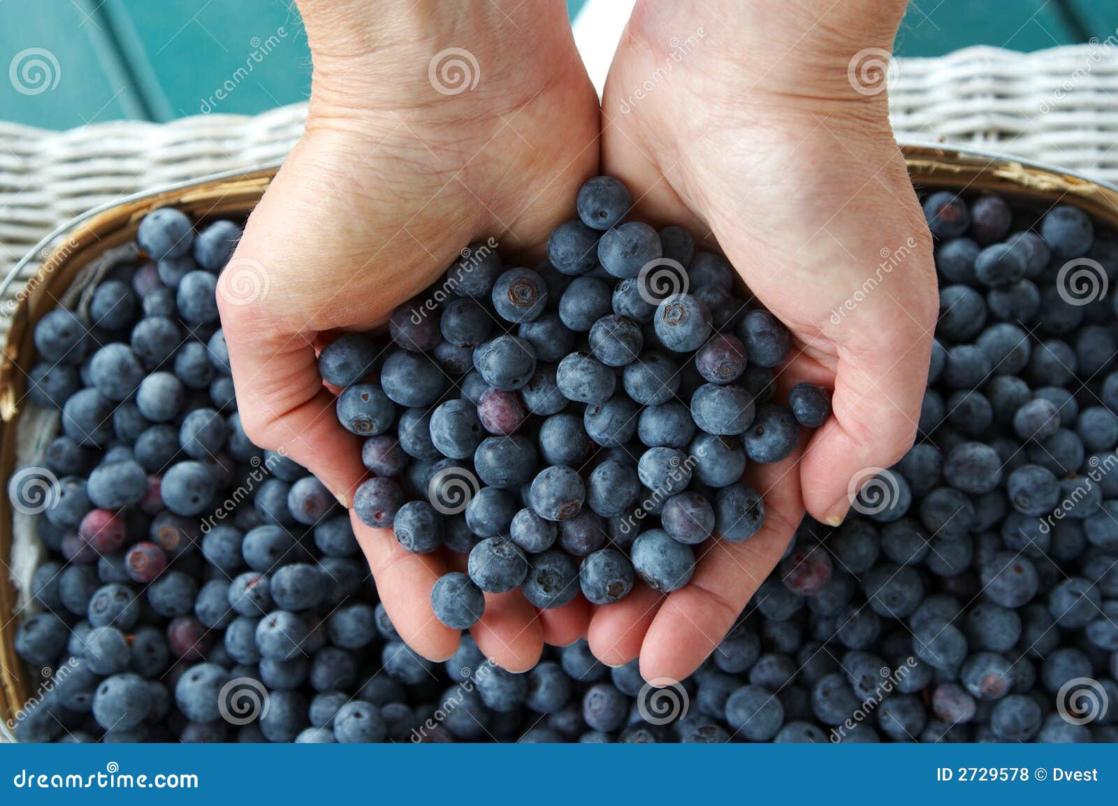 Handful of Blueberries stock photo. Image of berry, nature - 2729578