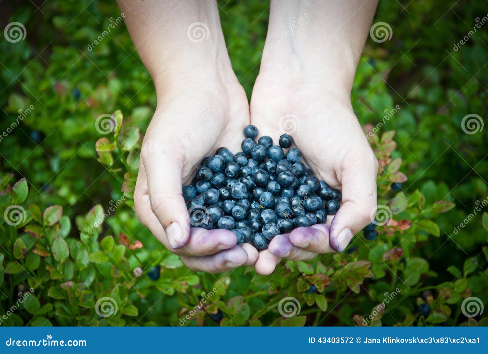 Handful of Blueberries in the Forest Stock Photo - Image of growing ...