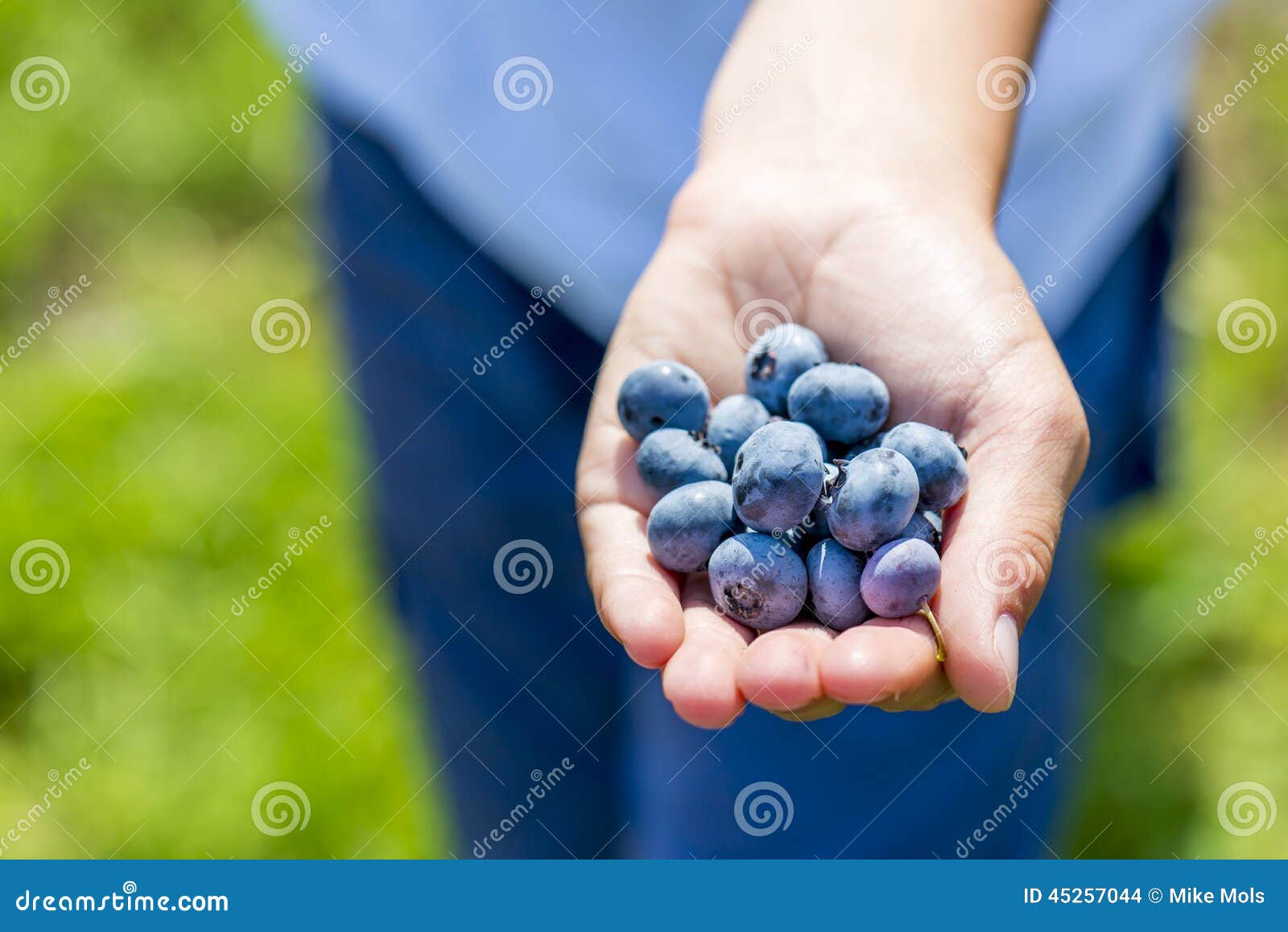 Handful of blueberries stock photo. Image of hand, green - 45257044