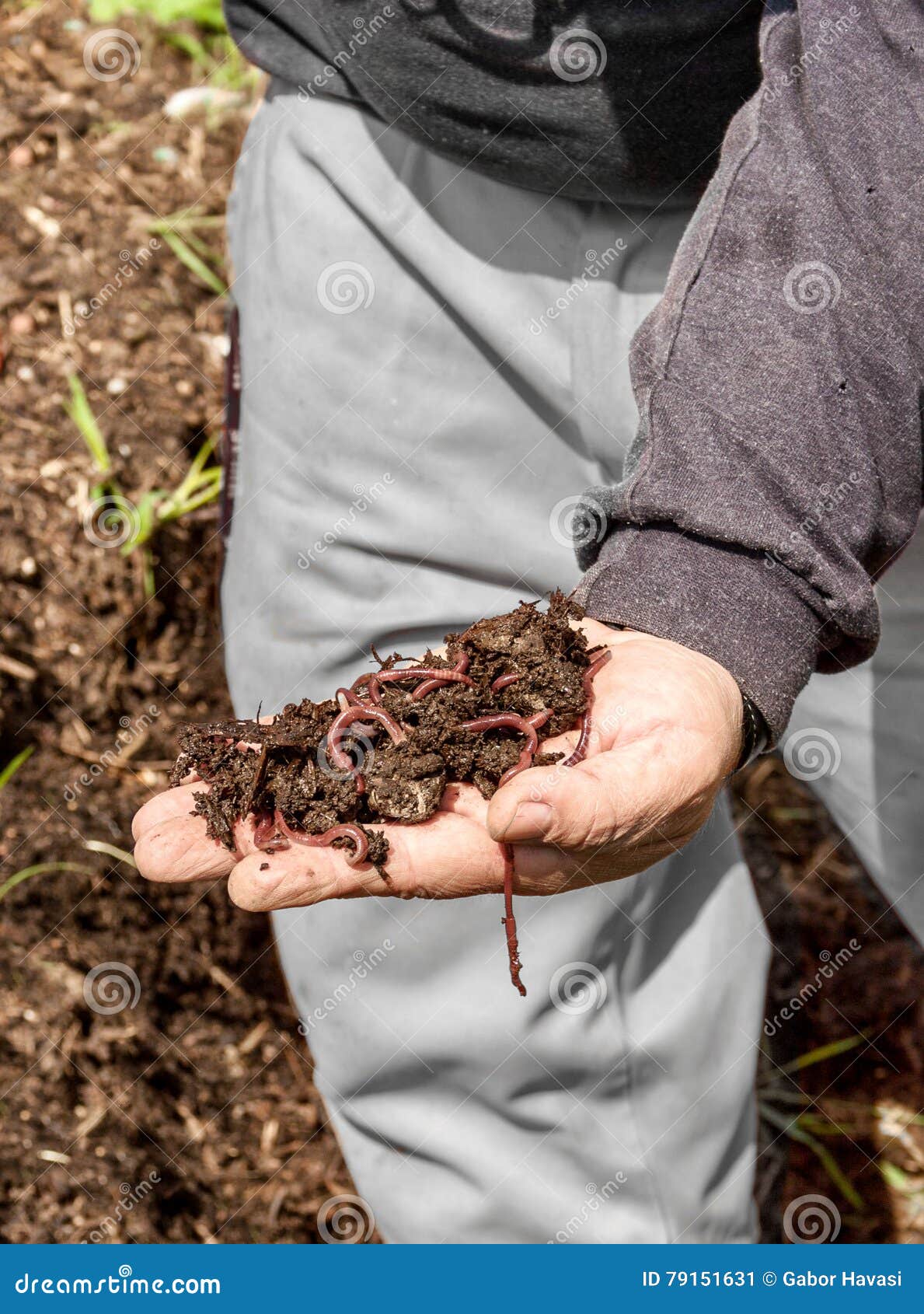 Handful of compost stock image. Image of farm, agriculture - 79151631