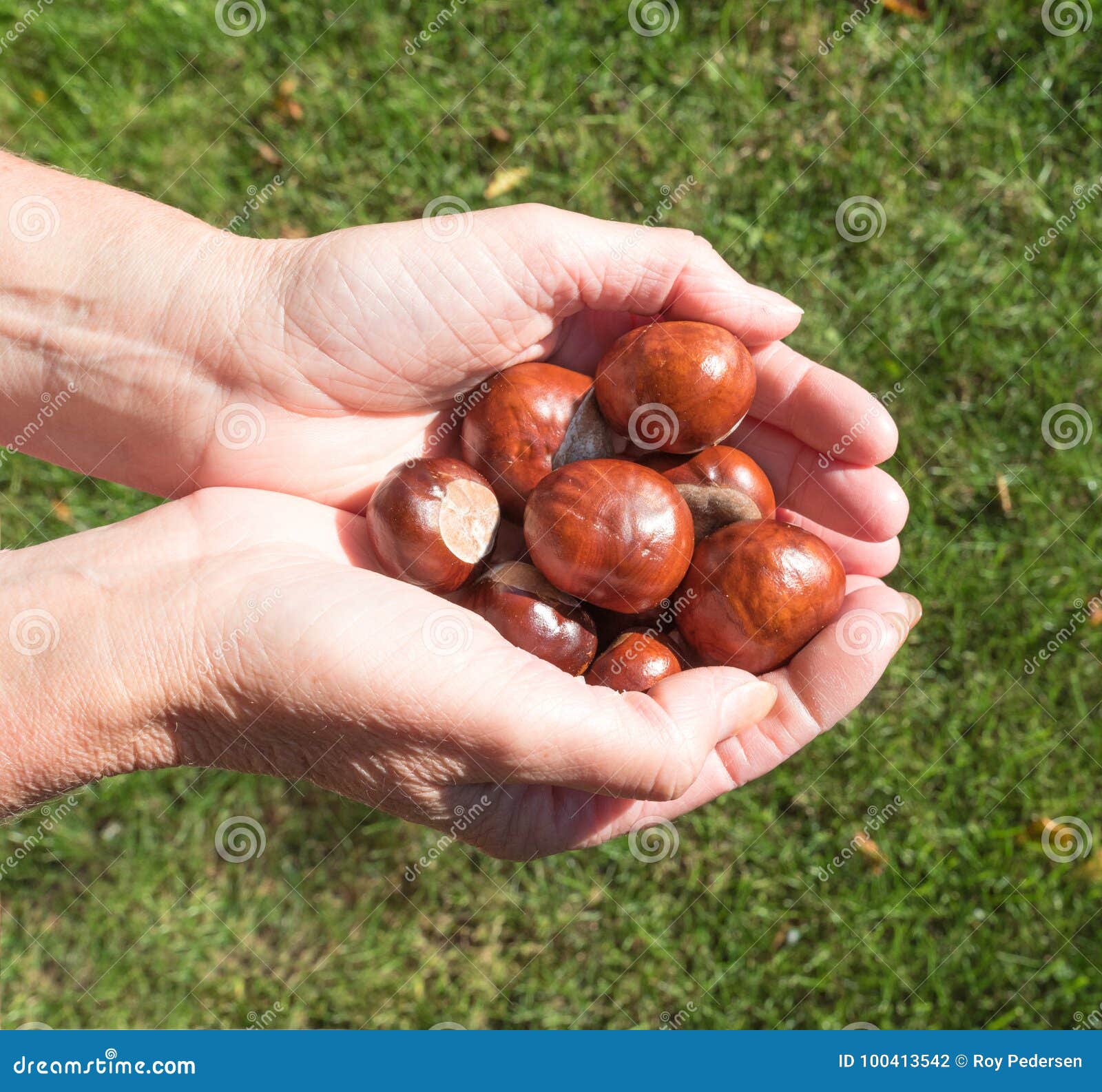 Handful of Conkers stock photo. Image of seed, brown - 100413542