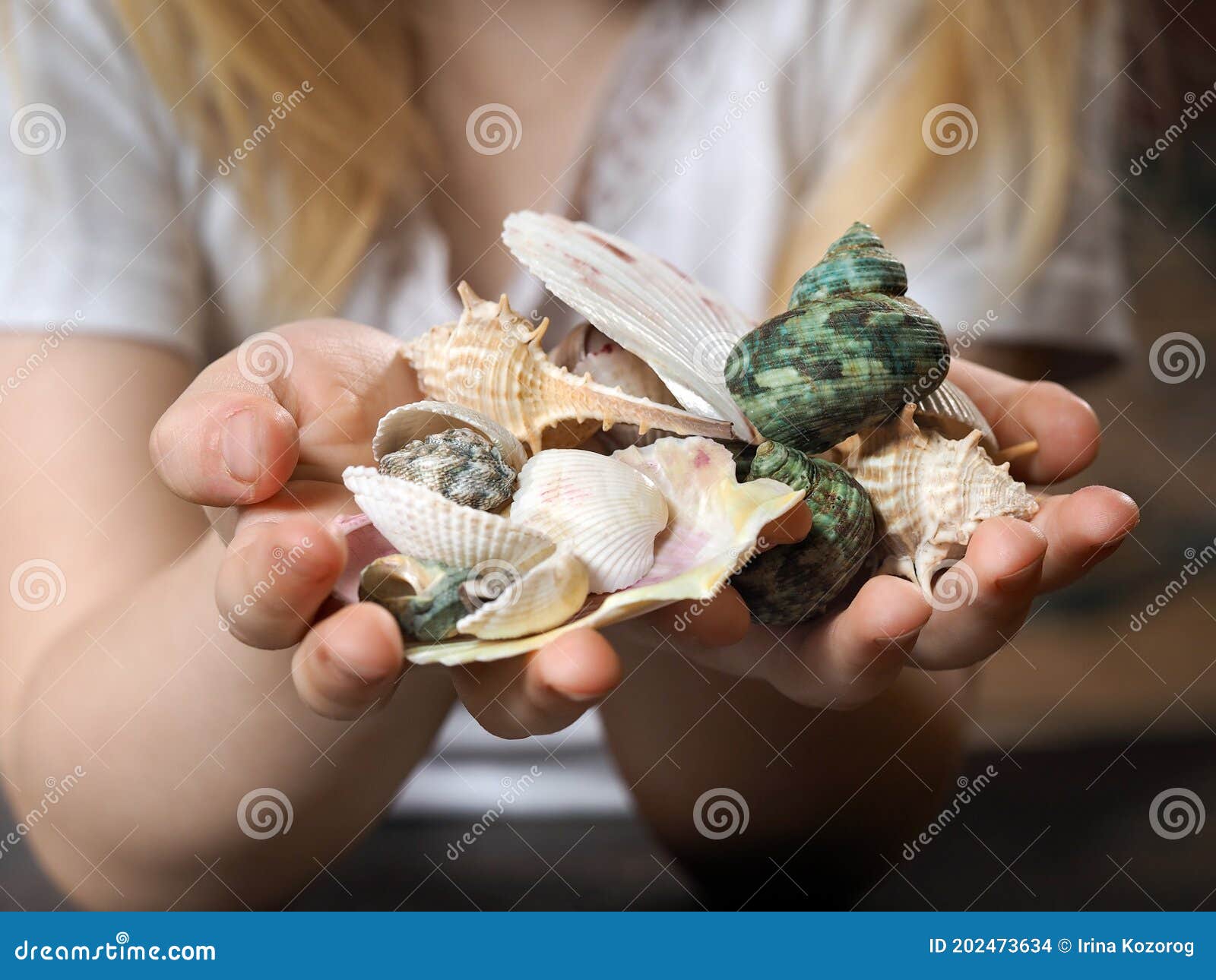Handful of Different Shells in Children S Hands Stock Photo - Image of ...