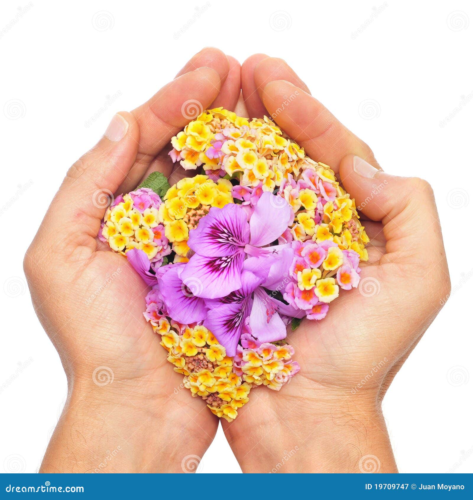 Handful Of Flowers Royalty Free Stock Photography - Image: 19709747