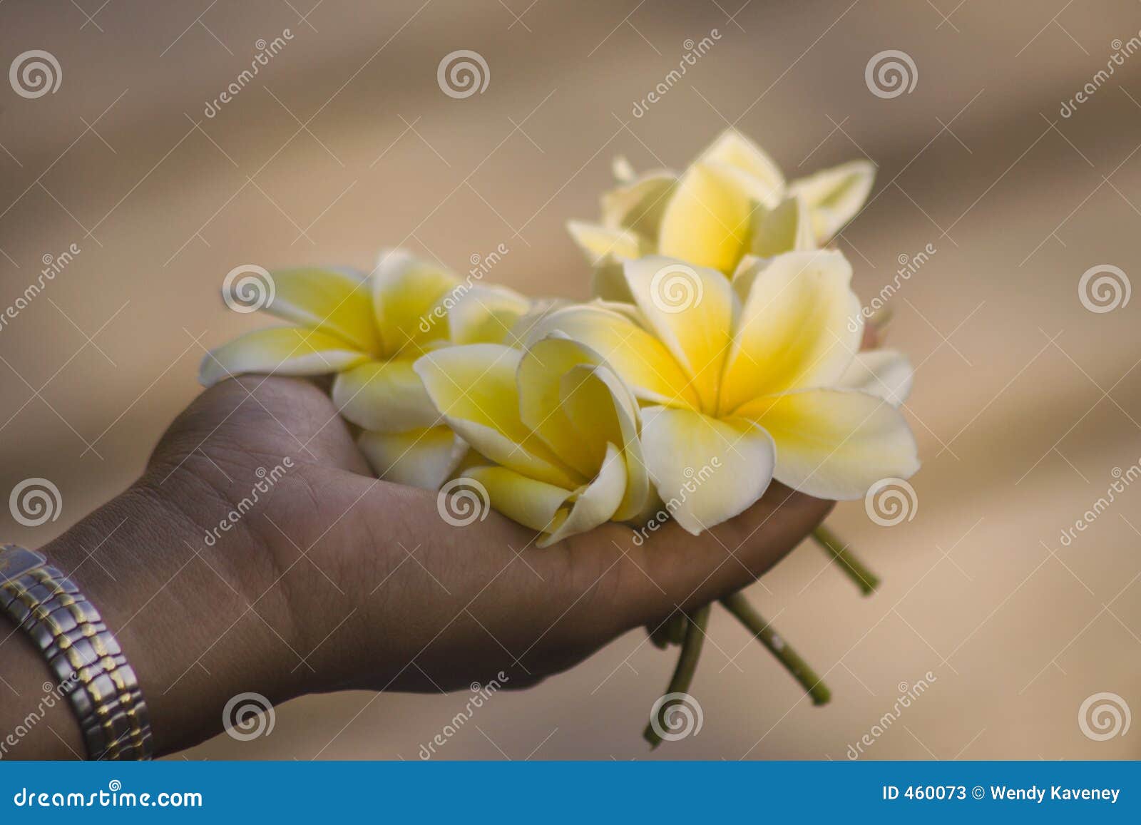 A Handful of Flowers stock image. Image of flowers, tropical - 460073
