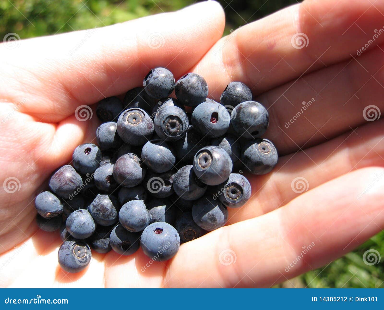 Handful of Fresh Blueberries Stock Photo - Image of dark, fruit: 14305212