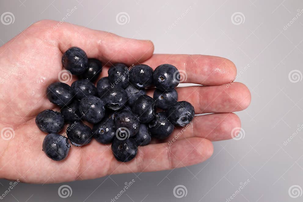 Handful of Fresh Blueberry in Hand Stock Photo - Image of harvest ...