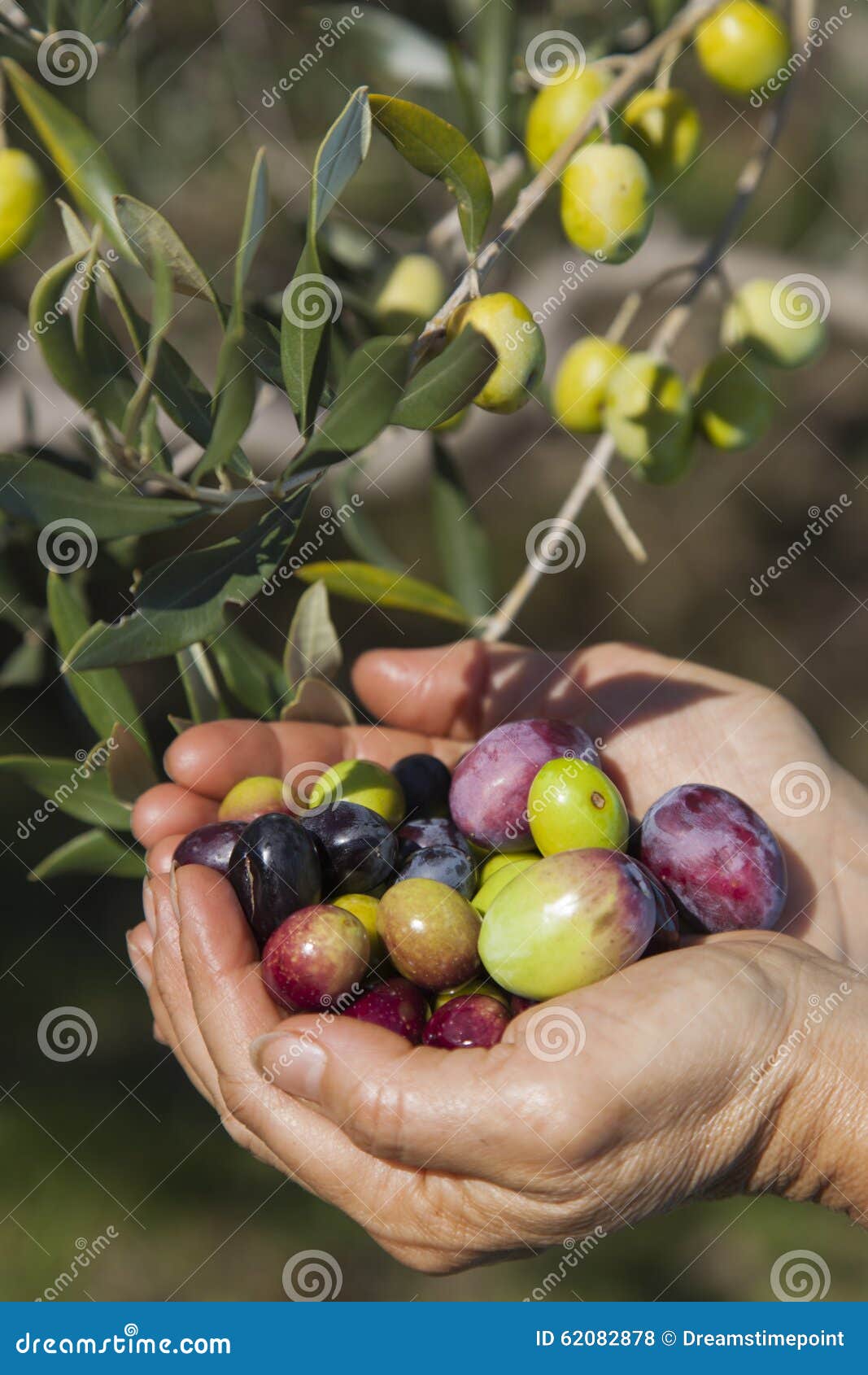Handful of Freshly-harvested Olives Stock Photo - Image of natural ... Handful of Freshly-harvested Olives Stock Photo - Image of natural ...