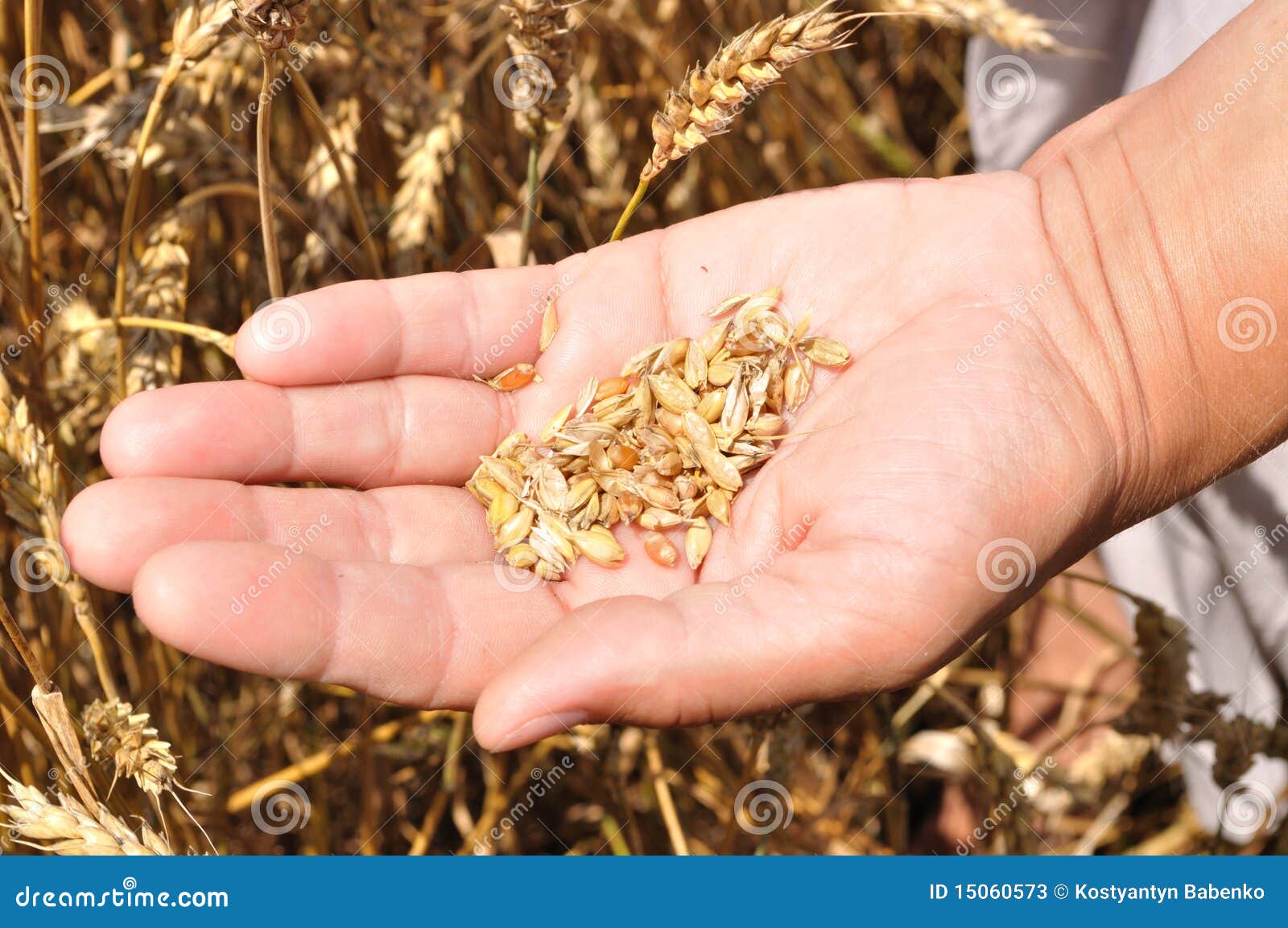 A Handful of Grains of Wheat on Hand Stock Image - Image of land, wheat ...